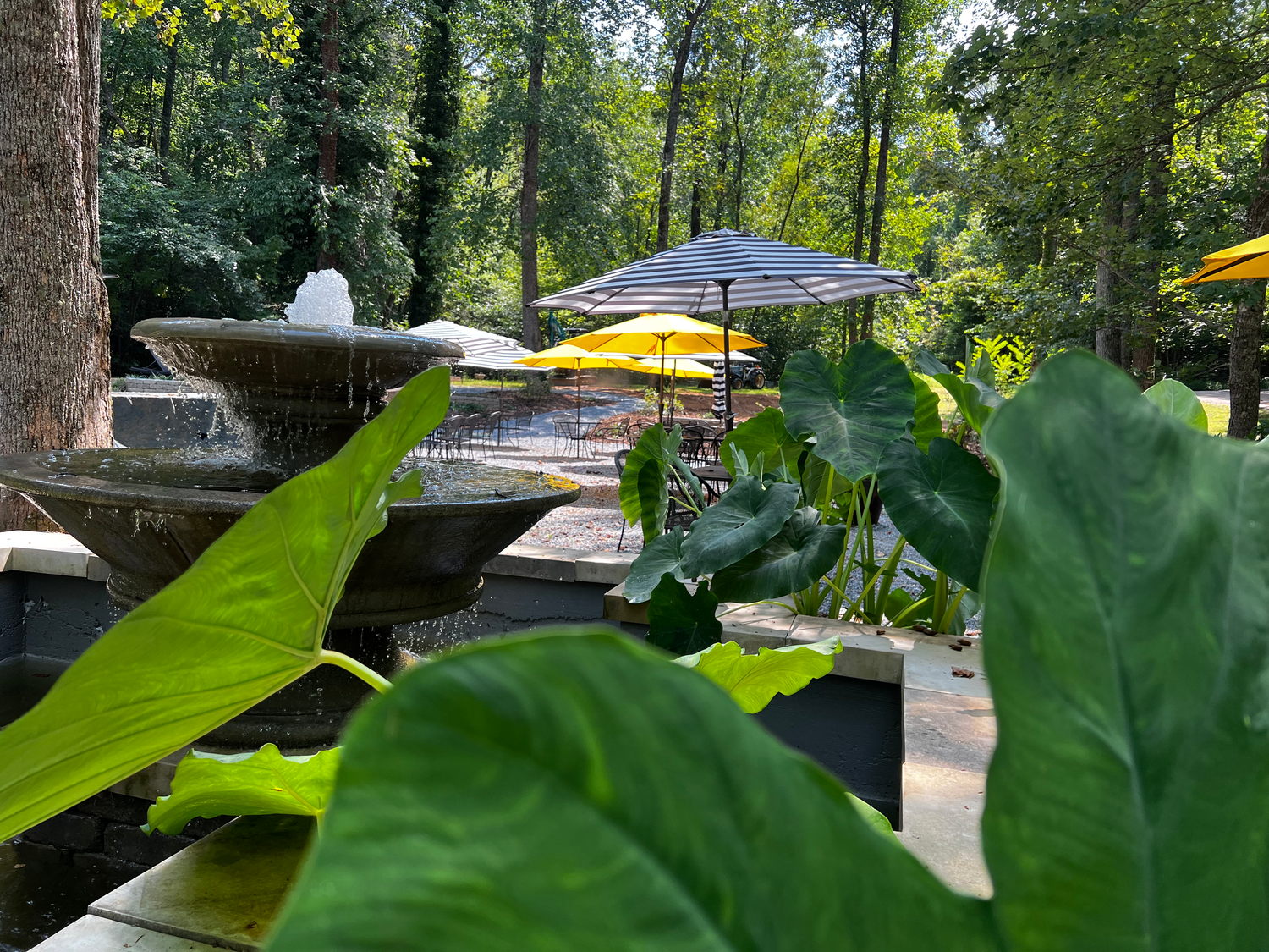 Grey Hawk Bar & Gardens