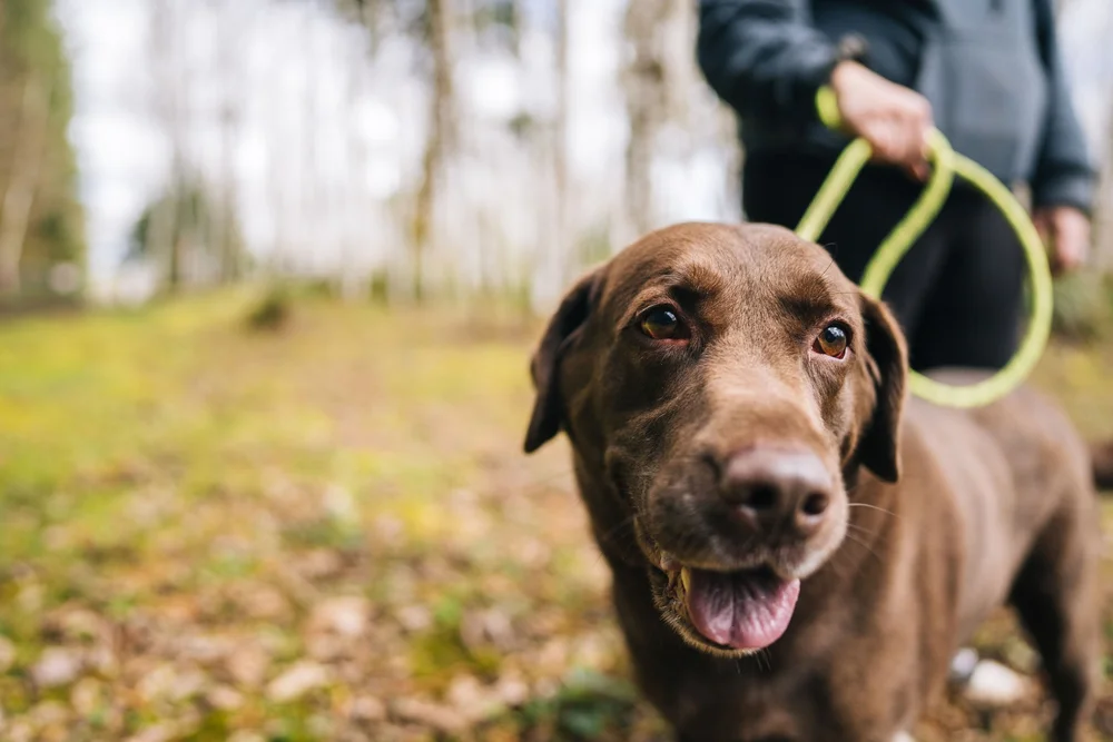 Country Inn Pet Resort and Spa