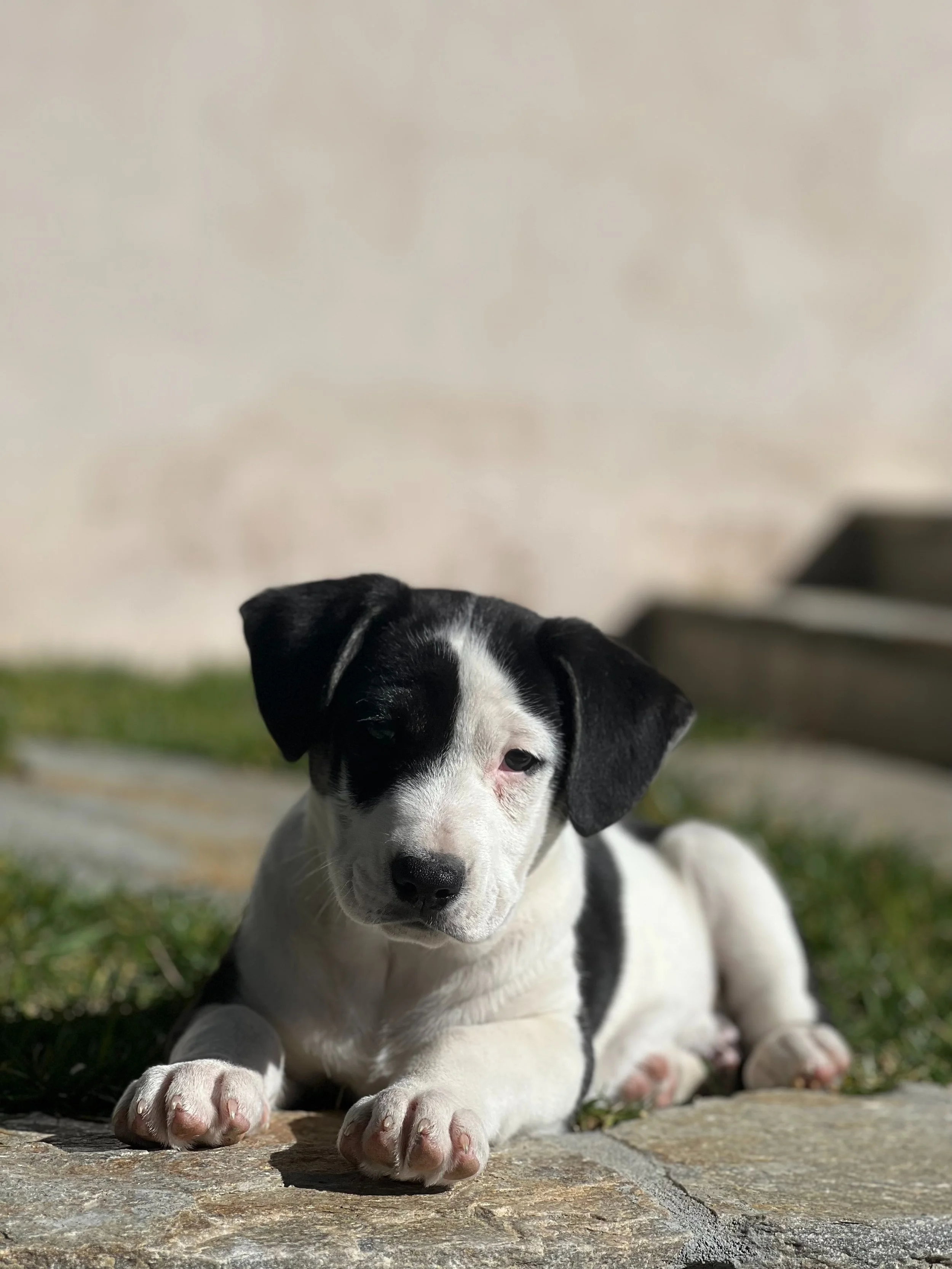 Pawsitive Beginnings