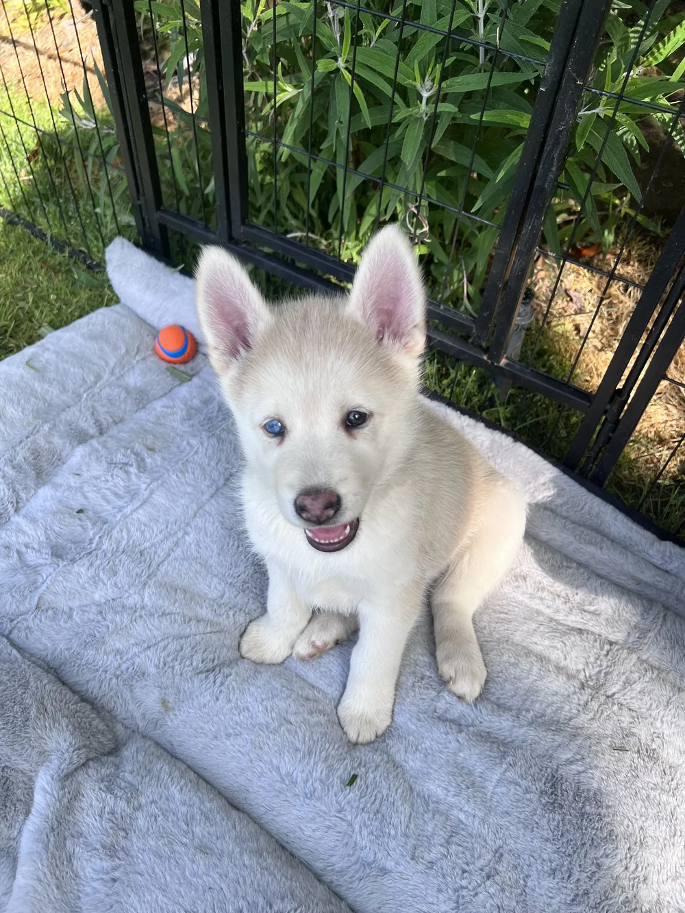 Pawsitive Beginnings