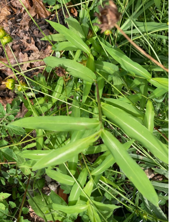 Weeds - Part 7: Stiltgrass — Grow Local Greenwood Lake