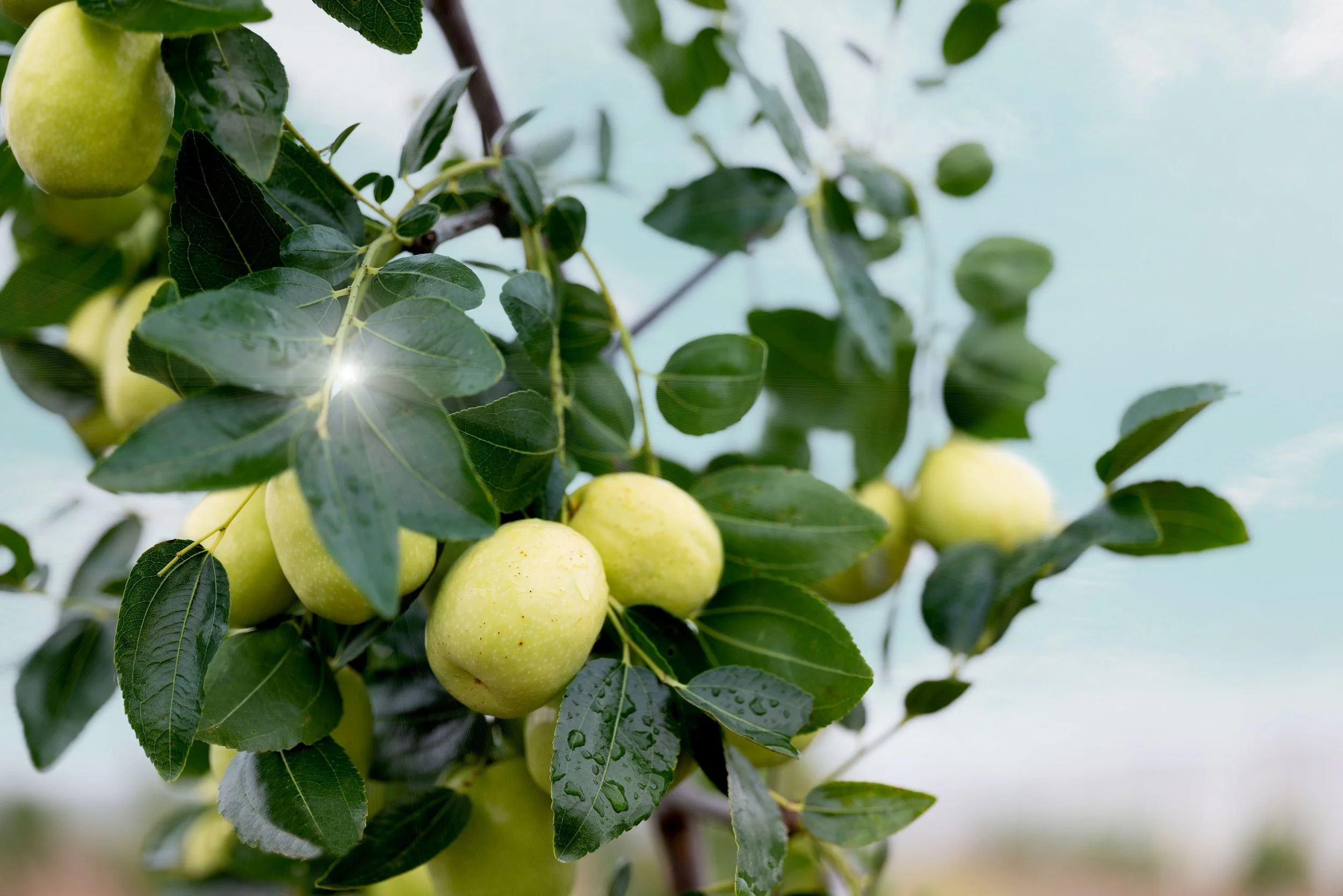 Yellow Silk Jujubes