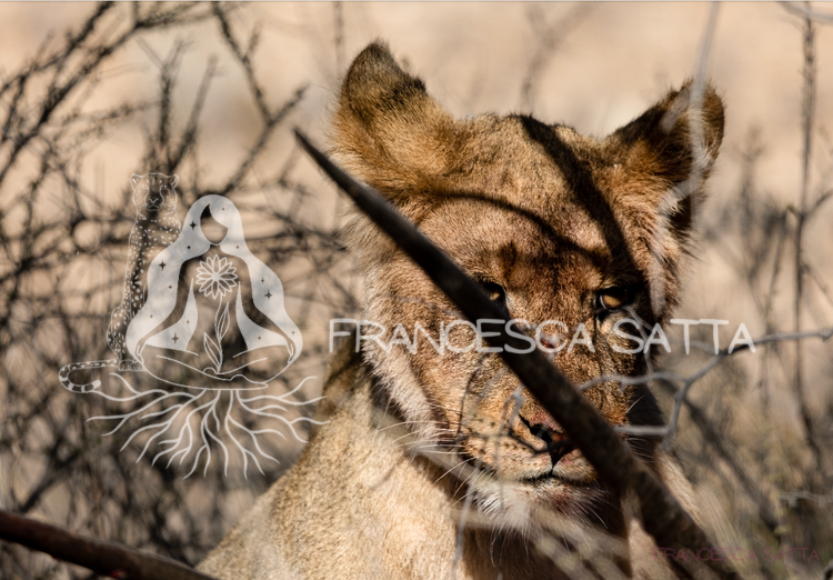 Francesca Satta Art