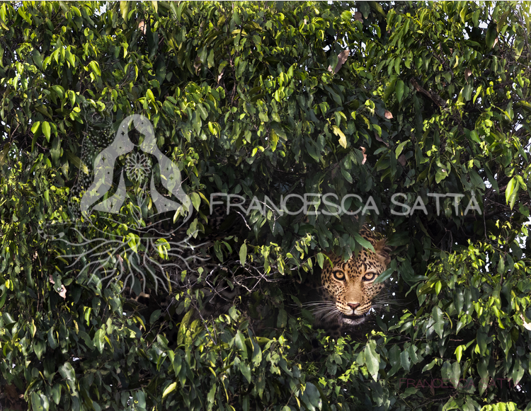 Francesca Satta Art