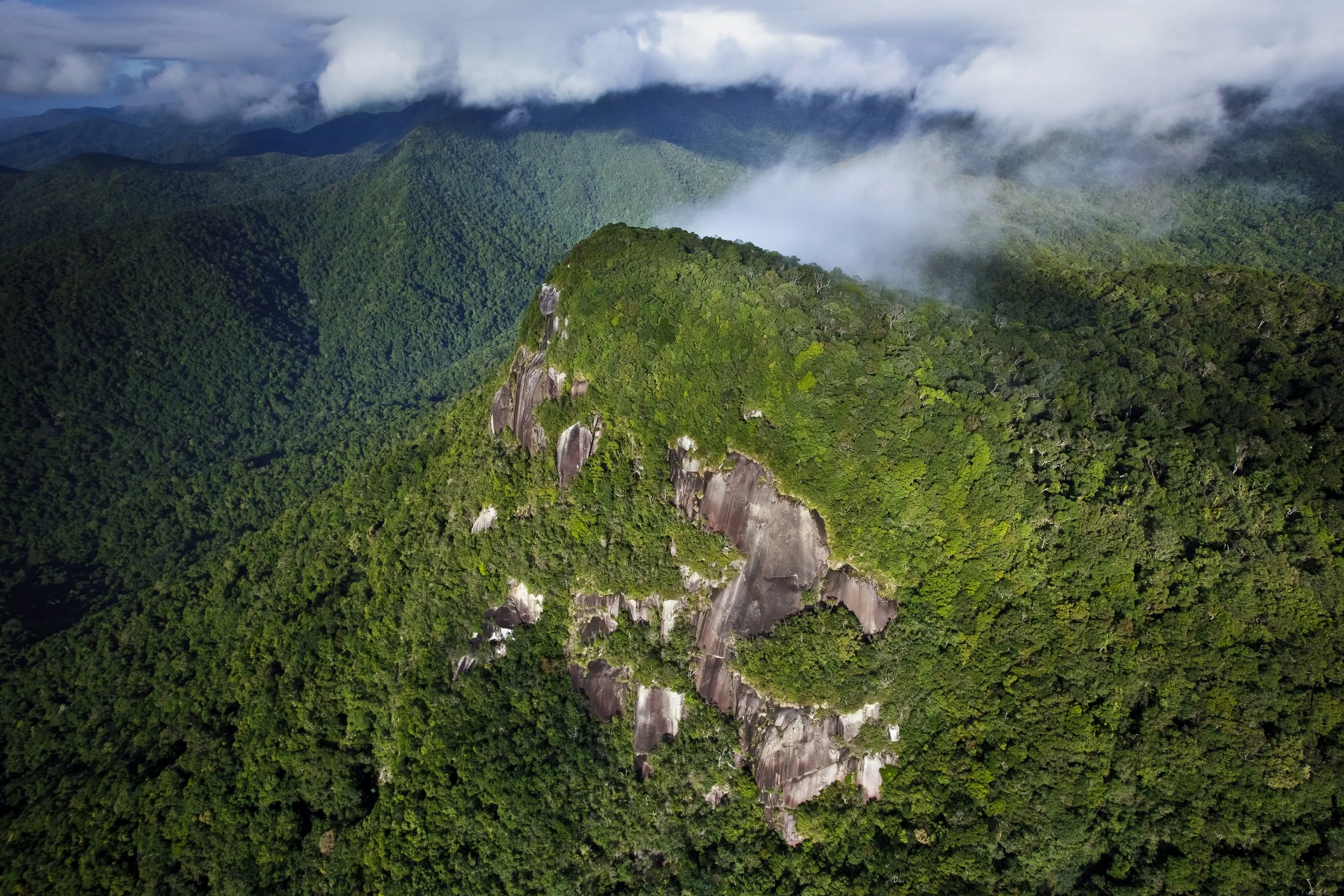 ClimateForce | Rainforest Regeneration