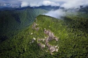 ClimateForce | Rainforest Regeneration