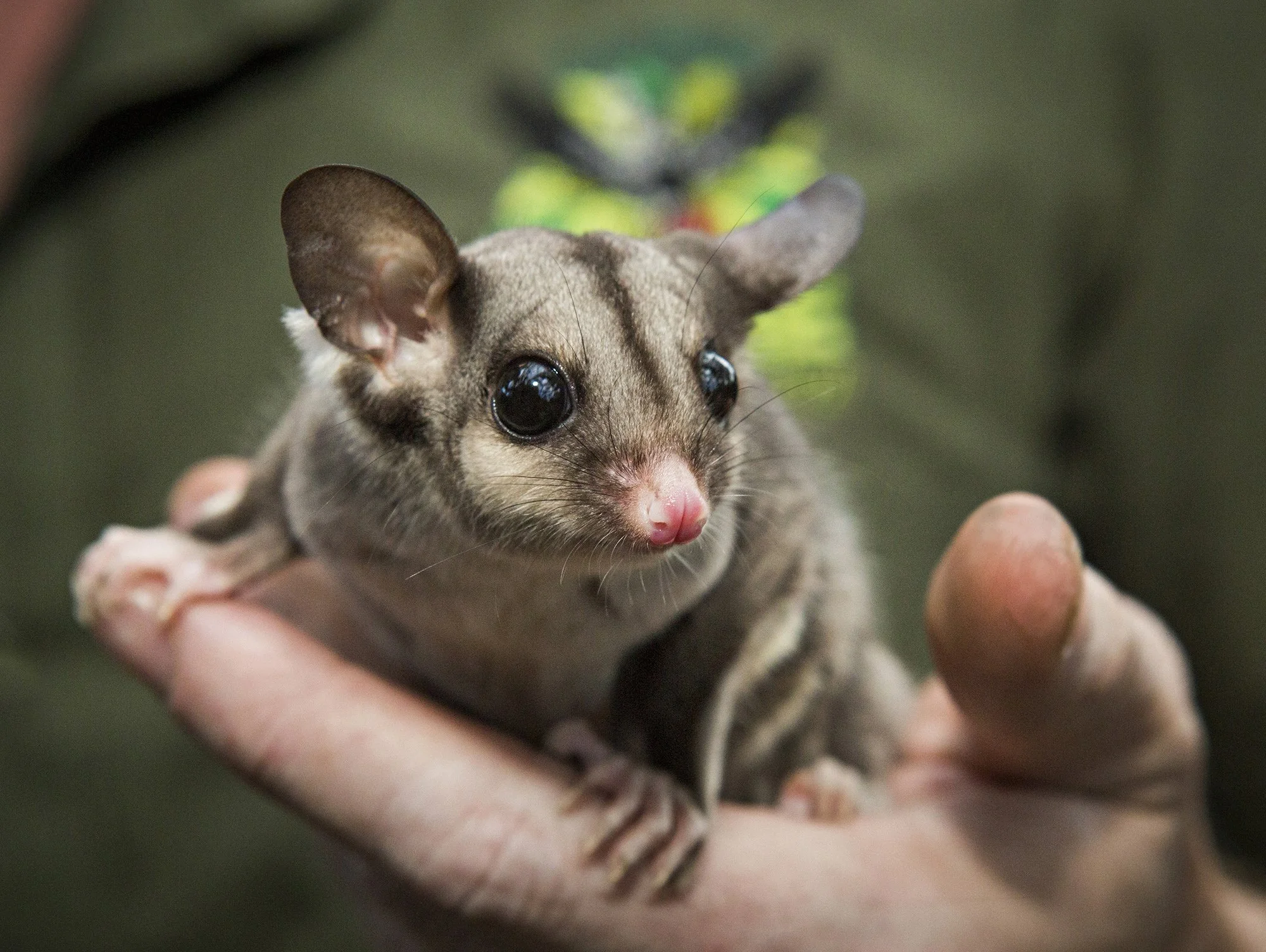 ClimateForce | Rainforest Regeneration