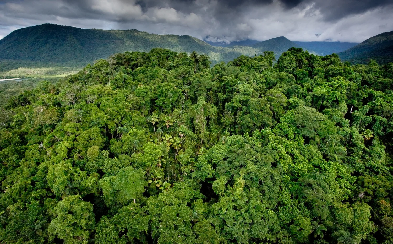 ClimateForce | Rainforest Regeneration