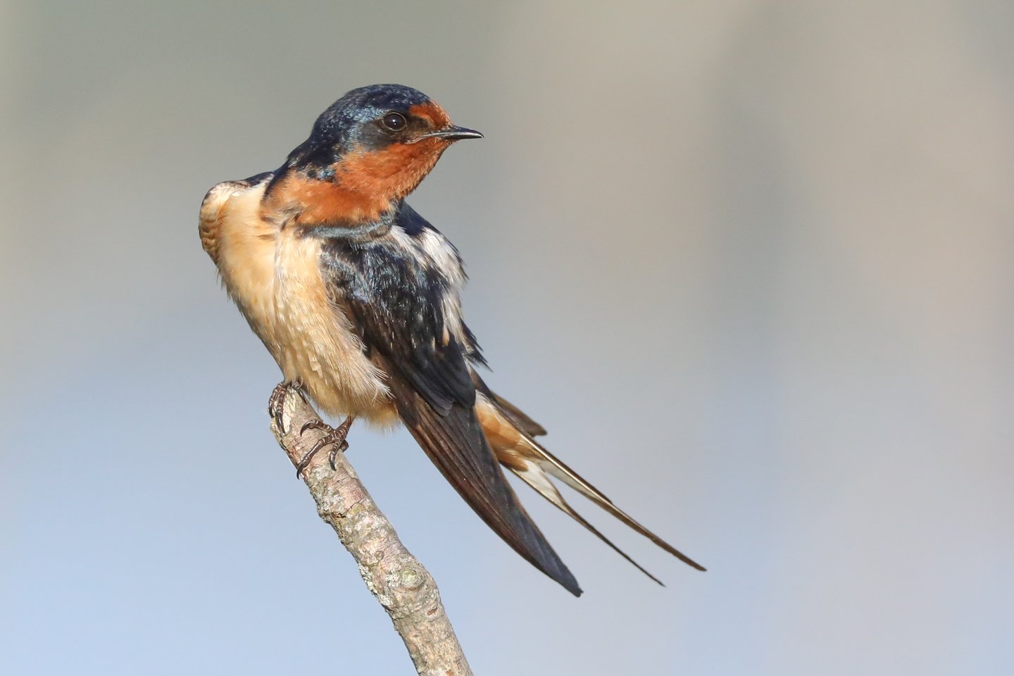 Gallery 1 — Benzie Audubon Club