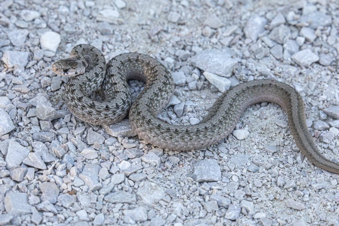 Gallery 1 — Benzie Audubon Club