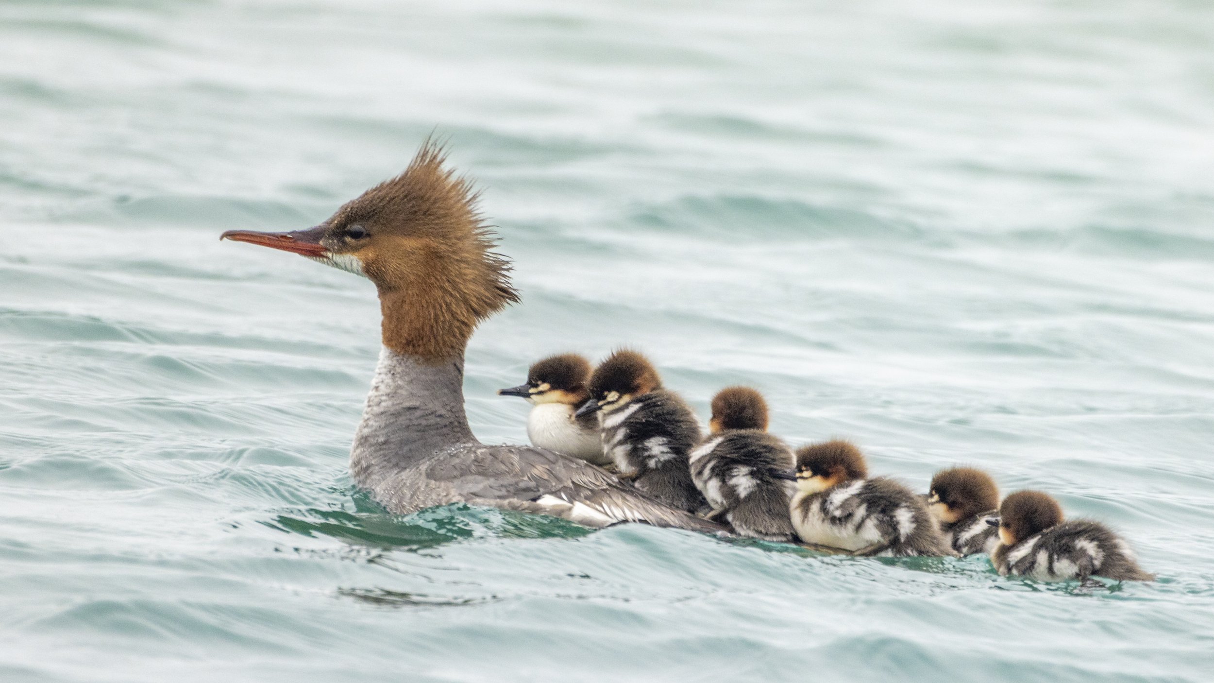 Gallery 1 — Benzie Audubon Club
