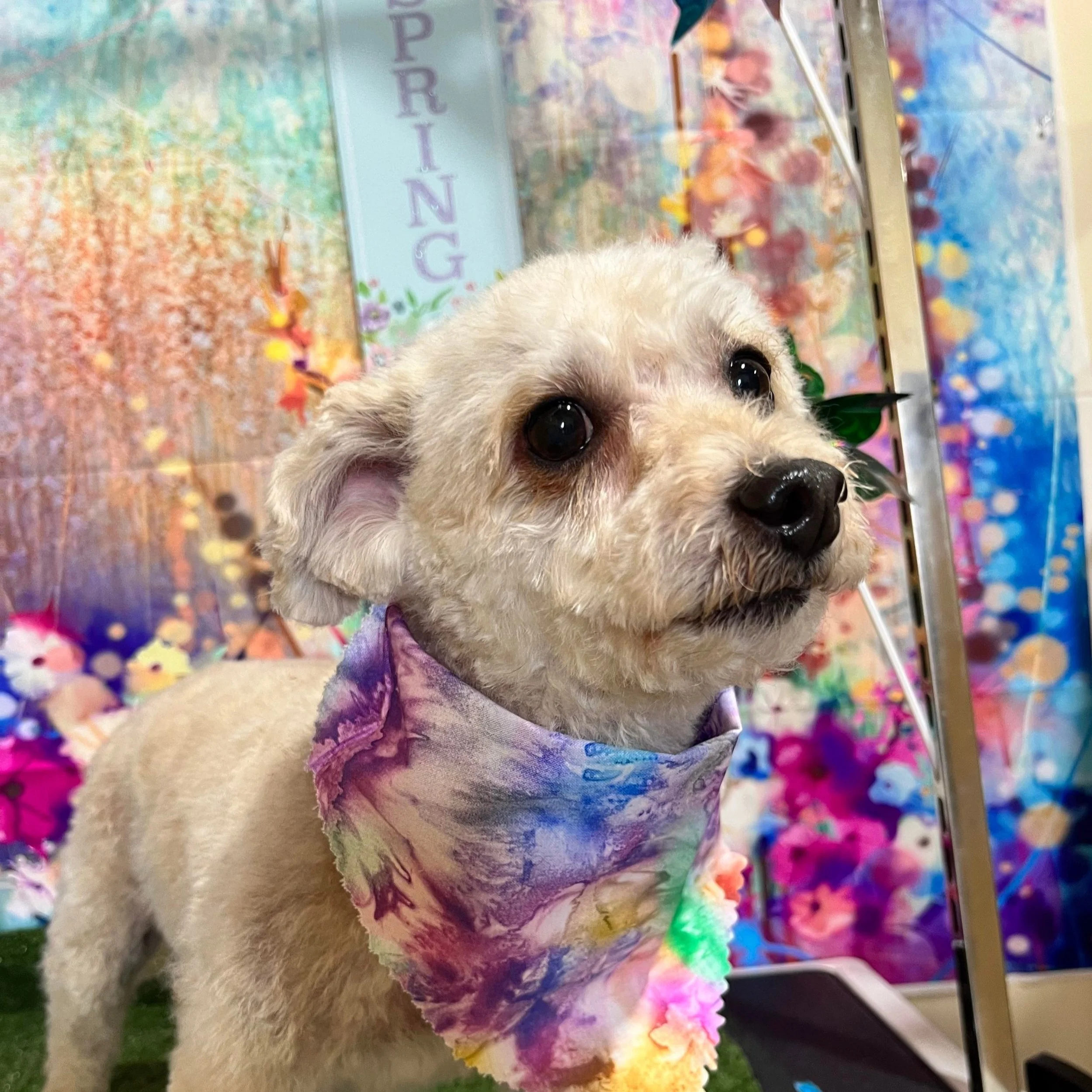Haute Dog Spa