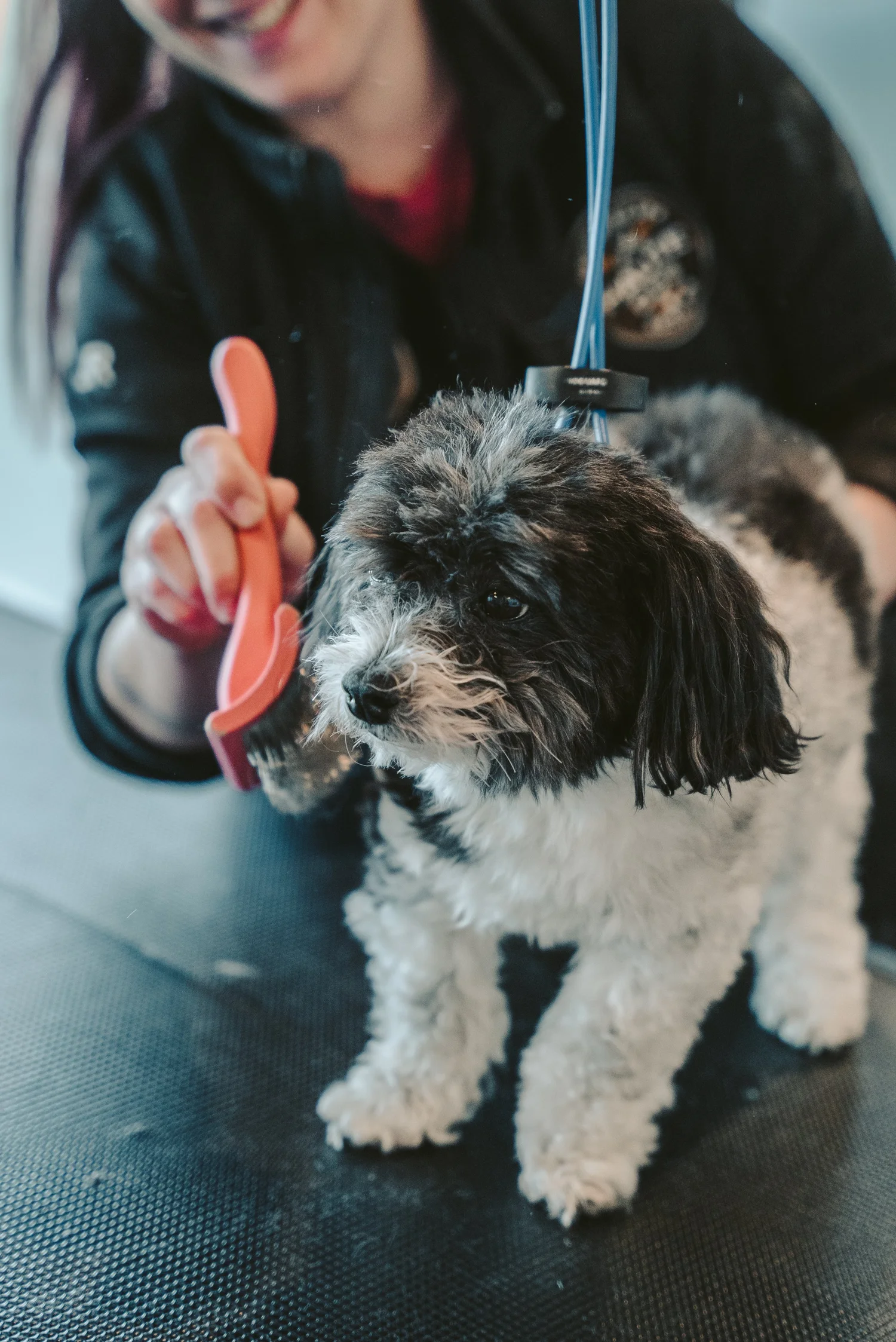 Haute Dog Spa