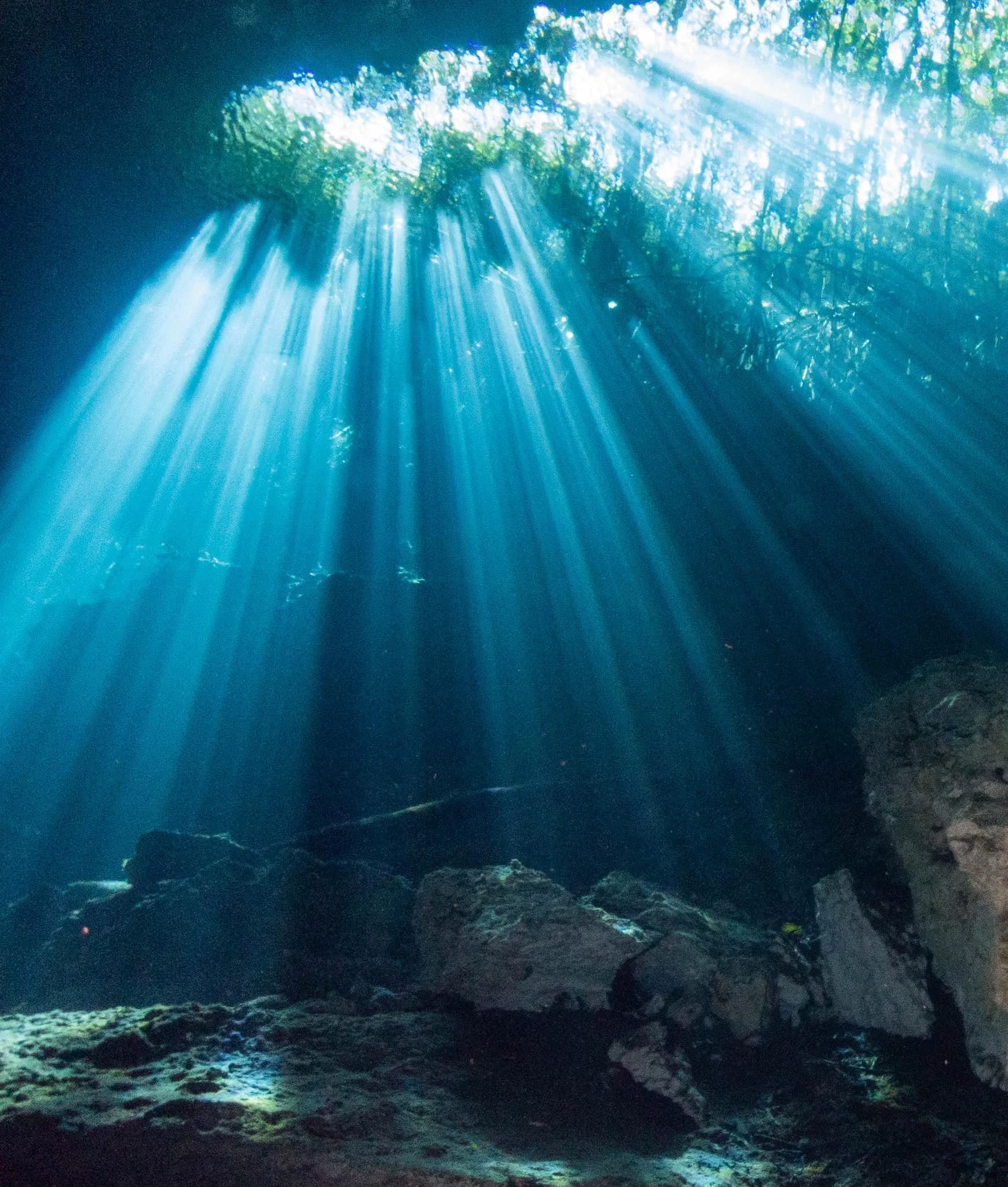 Cenote Diving Jardin del Eden. The Famous Light Show - Rigo The Cenote ...