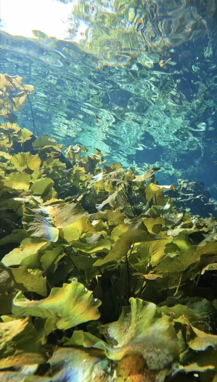 Cenote Diving in Nicte-Ha - Rigo The Cenote Guide