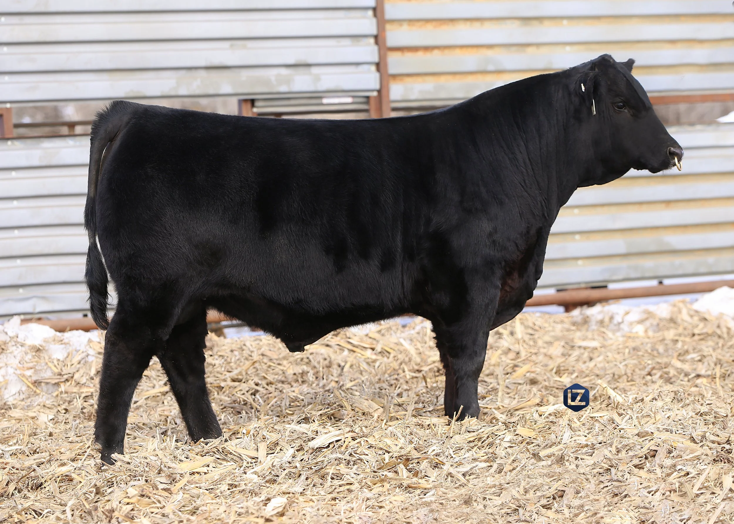 BULL SALE — TW ANGUS