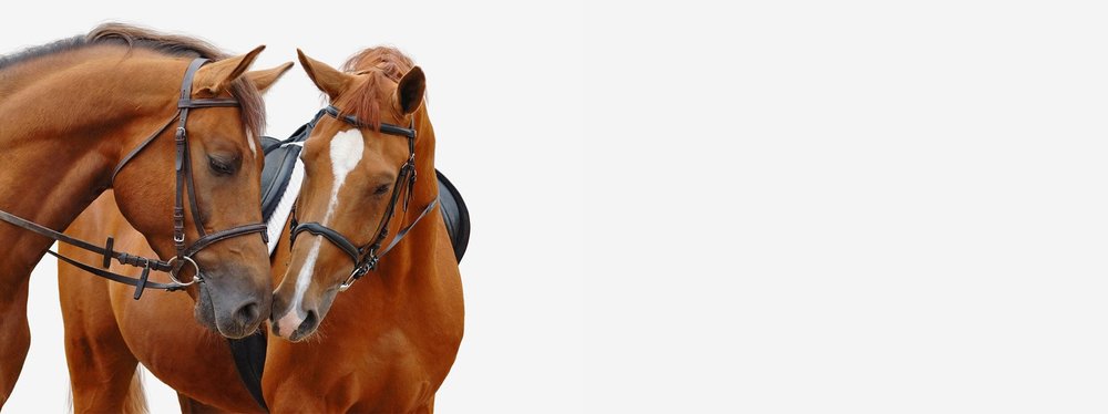 Horseback Rides to the Beach | Minutes from San Francisco Zoo