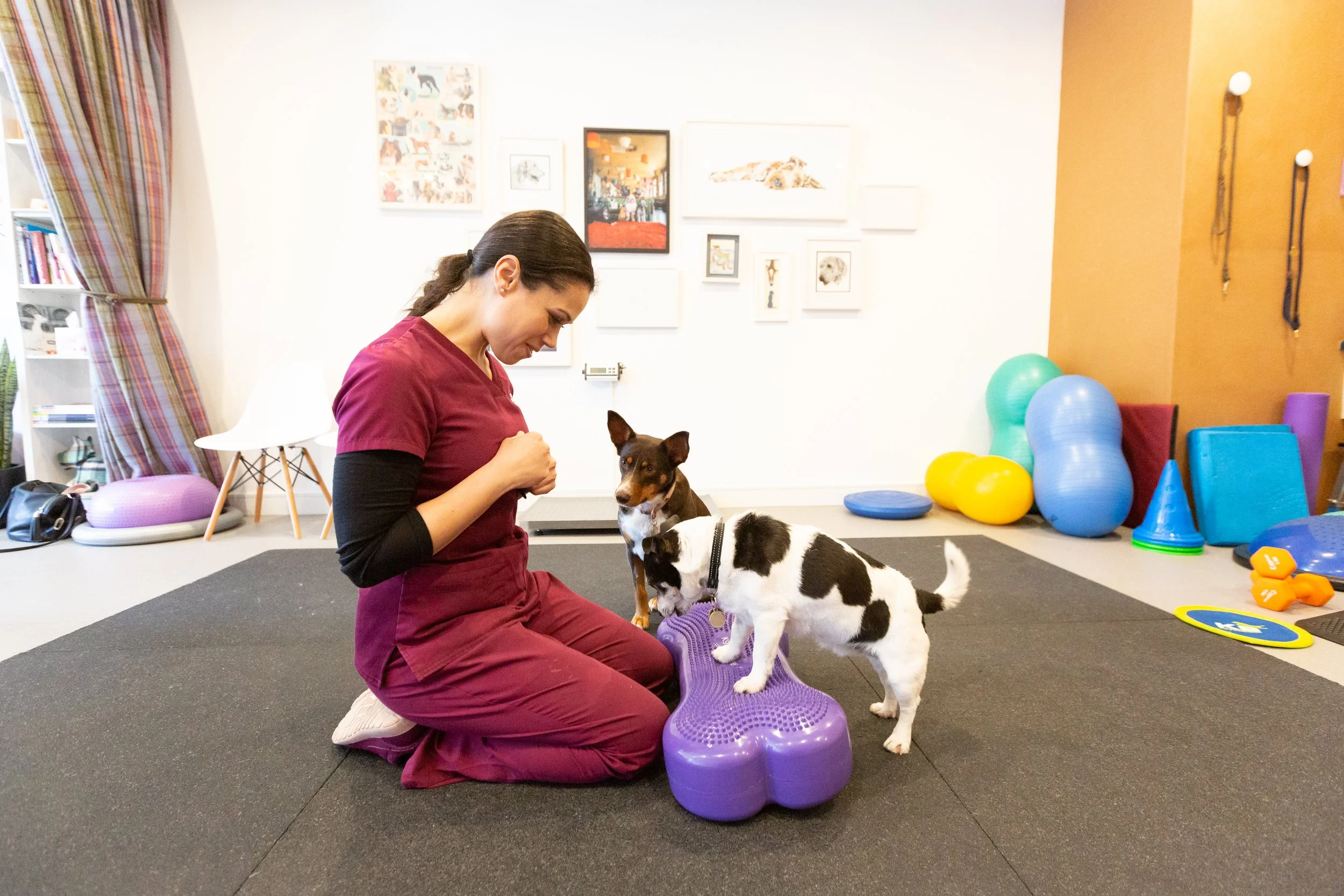 Our Wellness Process | Enhance Your Dog’s Health Today — The Dog ...