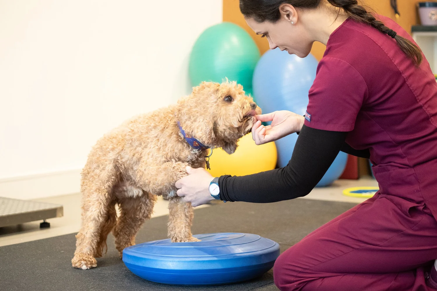 The Dog Wellness Centre | Improve Dog Wellness Today