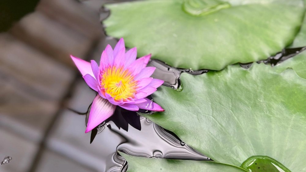 Blue Lotus (Nymphaea caerulea) Benefits, Uses & Why you need it ...