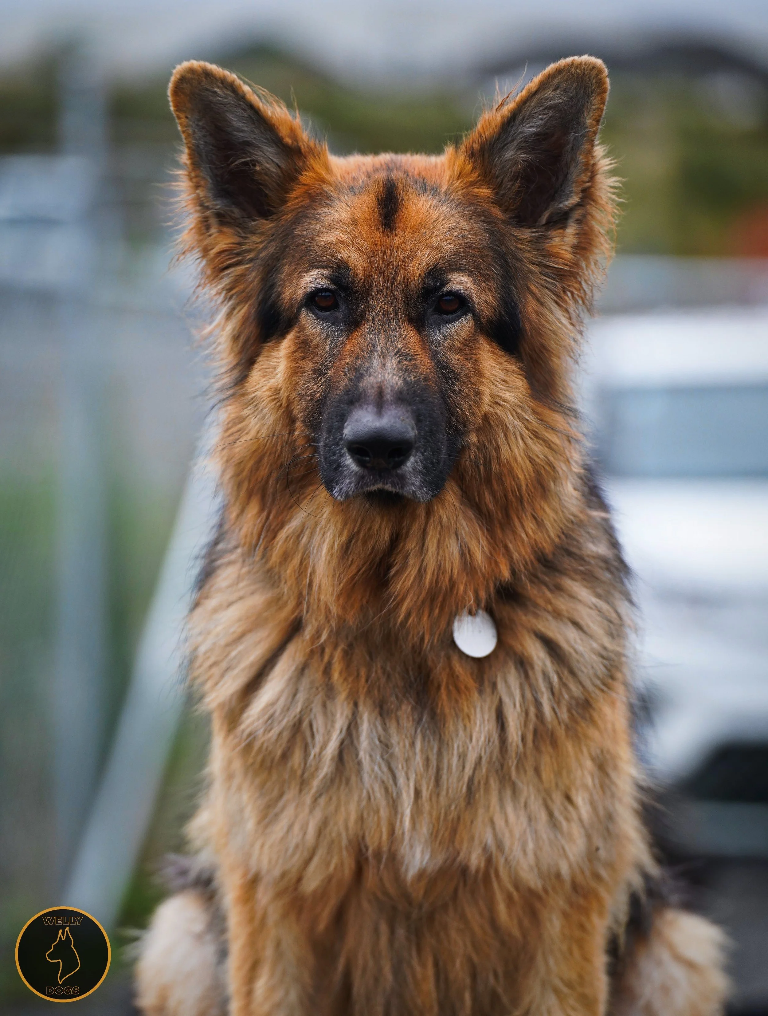 Photo Gallery — WELLY DOGS