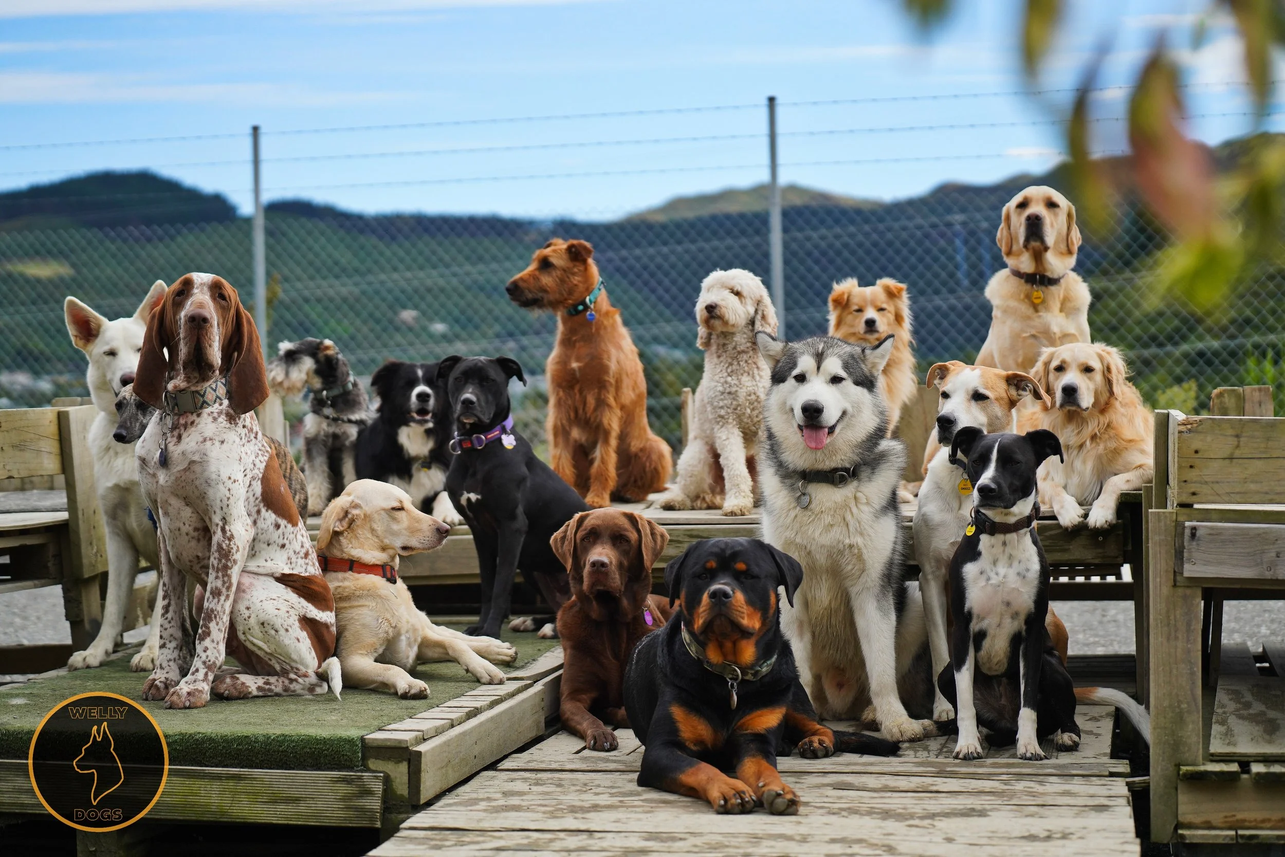 Info — WELLY DOGS