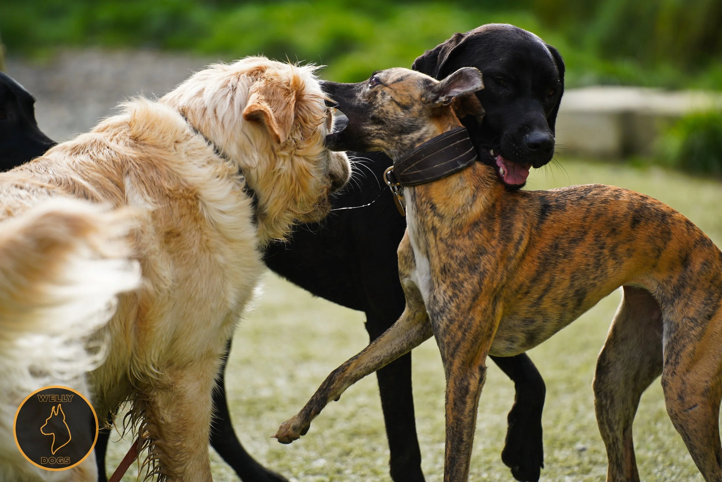 Photo Gallery — WELLY DOGS
