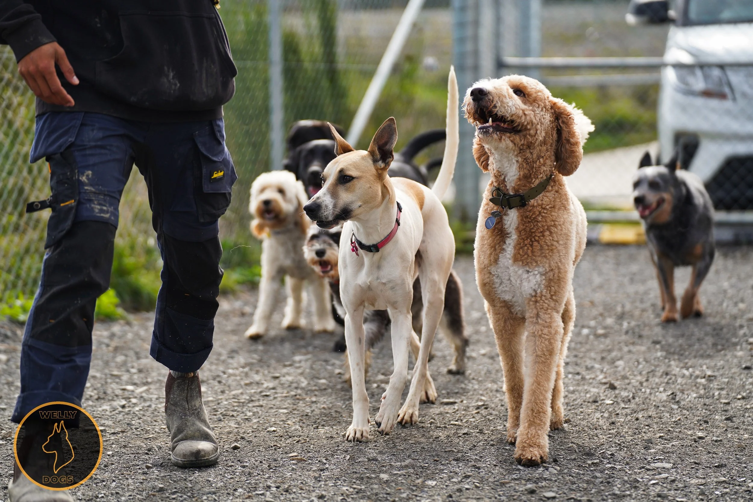 Photo Gallery — WELLY DOGS