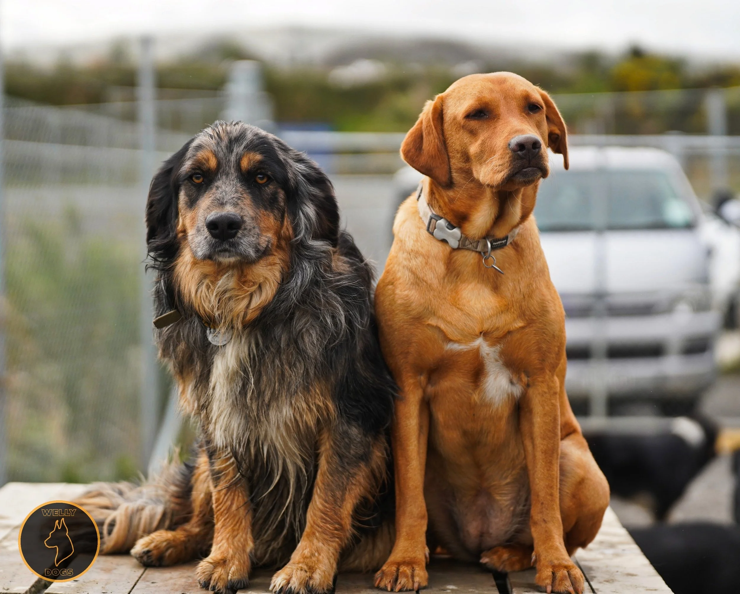 Photo Gallery — WELLY DOGS