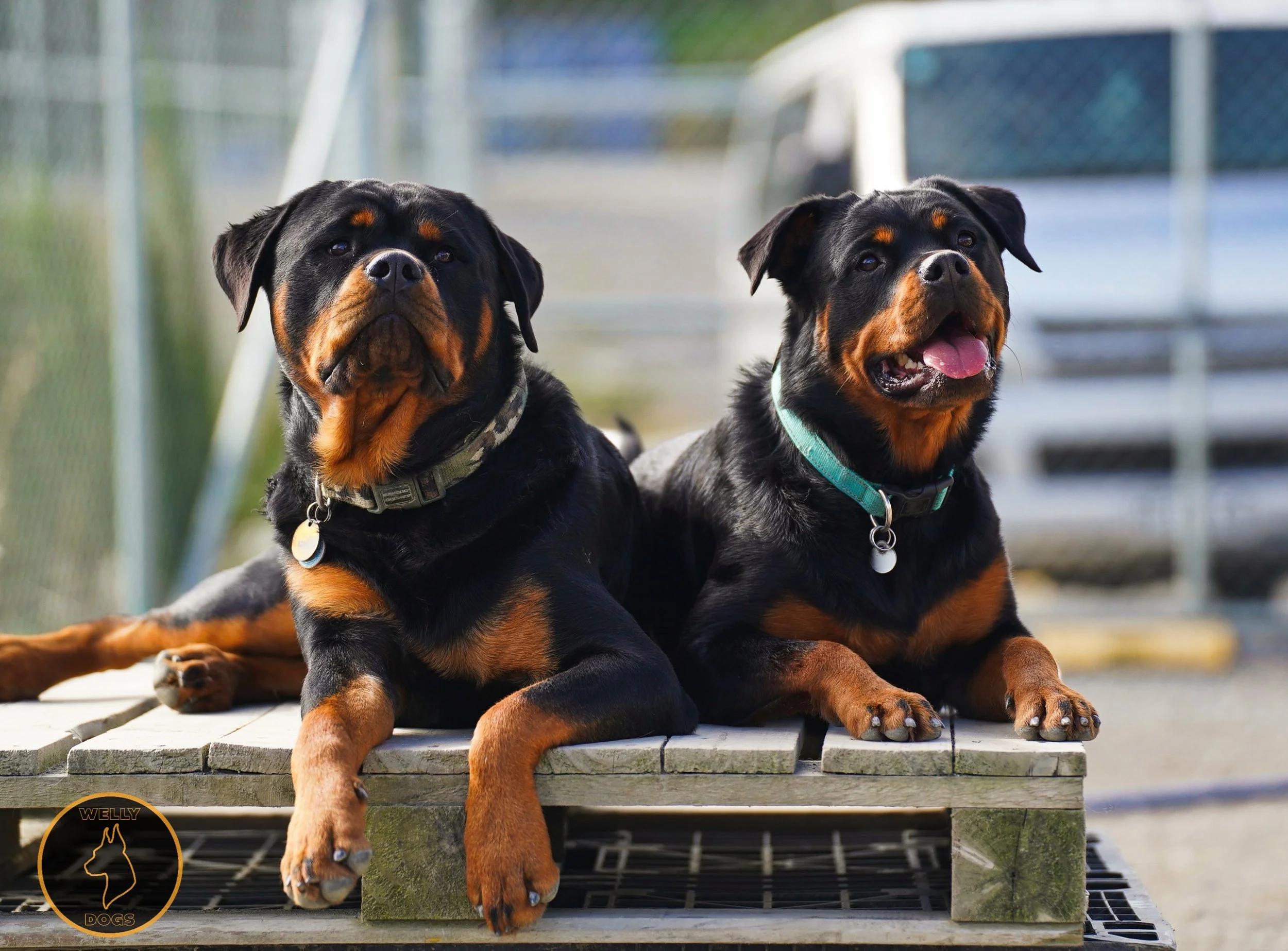 Photo Gallery — WELLY DOGS