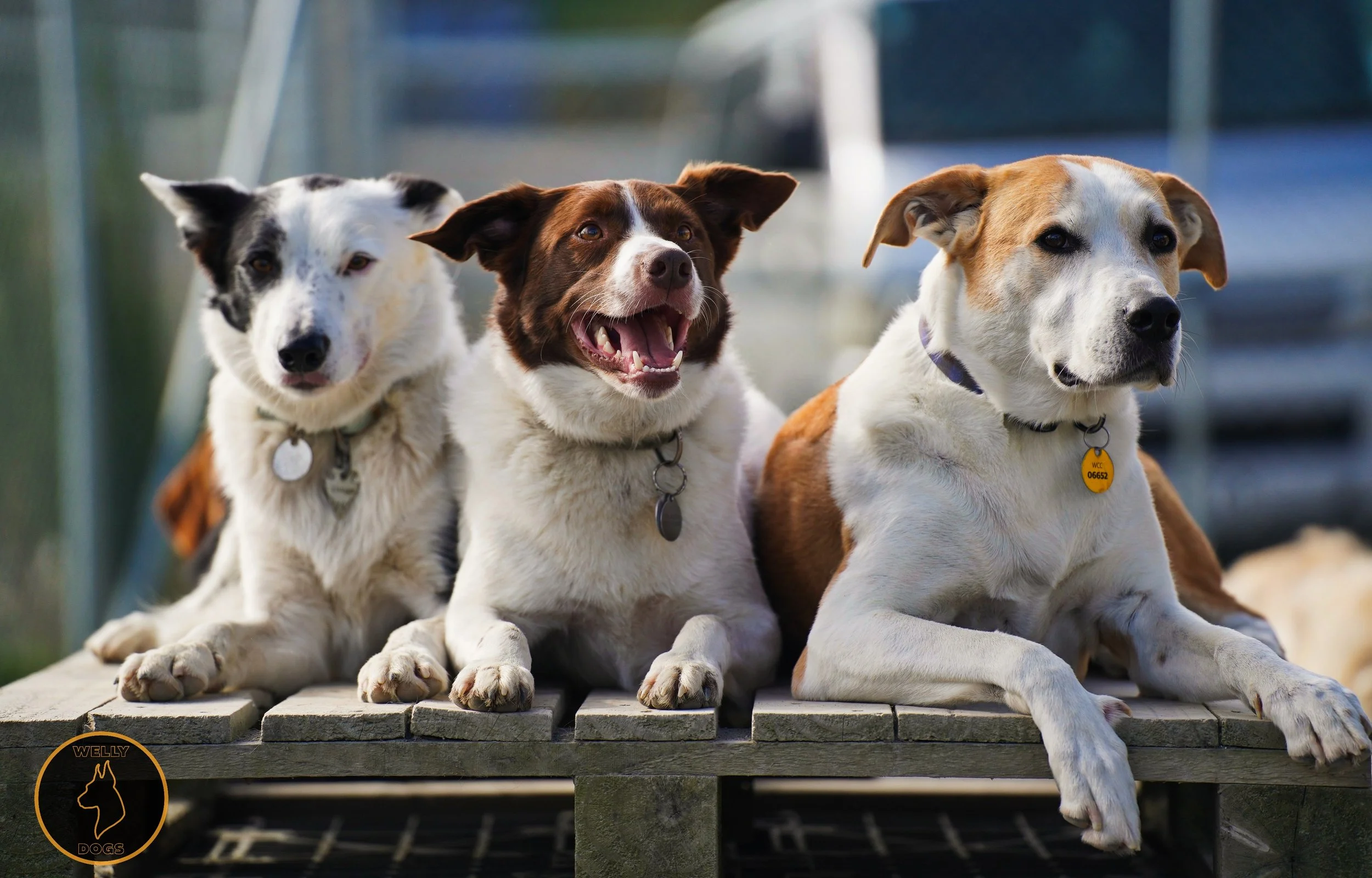 Photo Gallery — WELLY DOGS