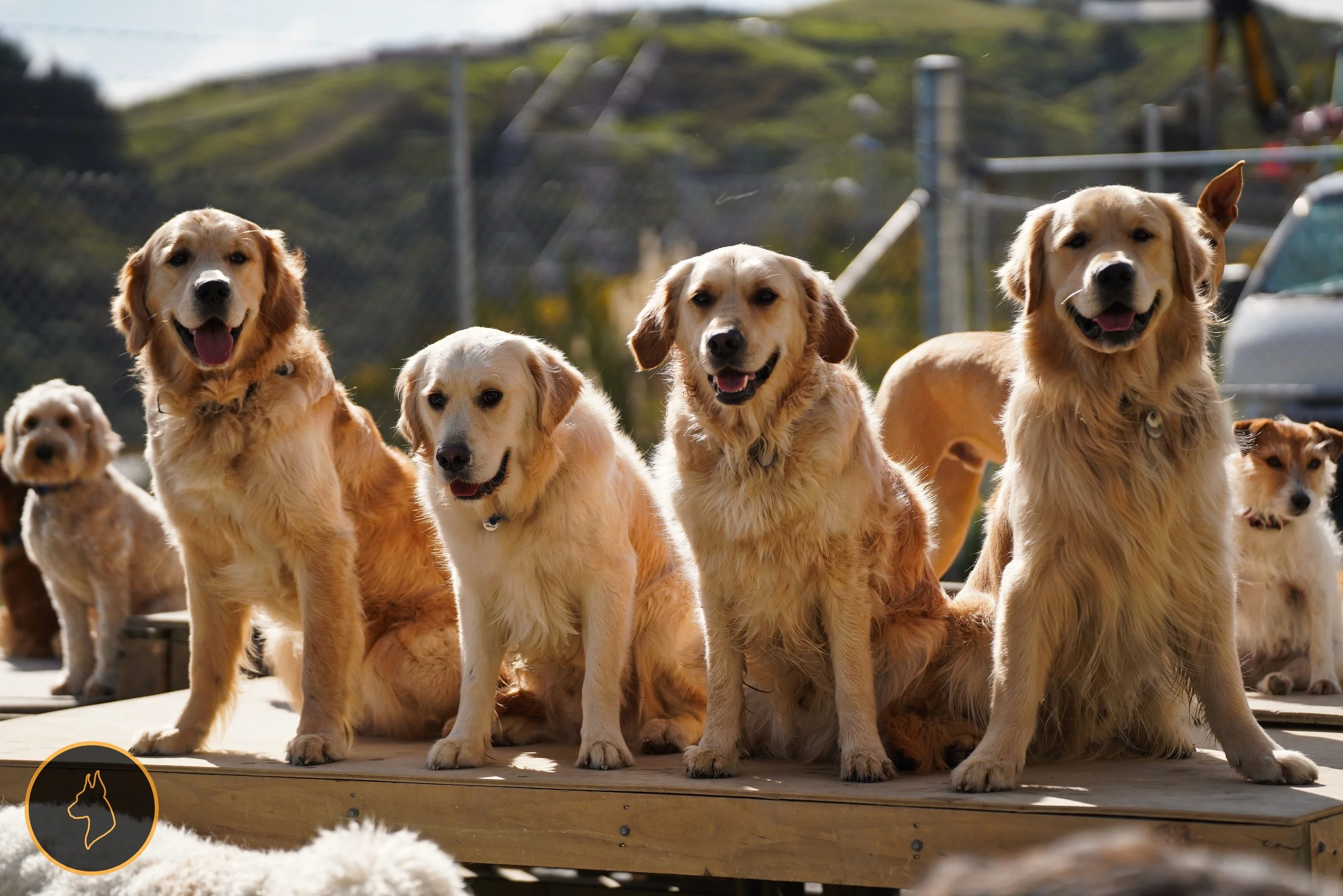 Info — WELLY DOGS