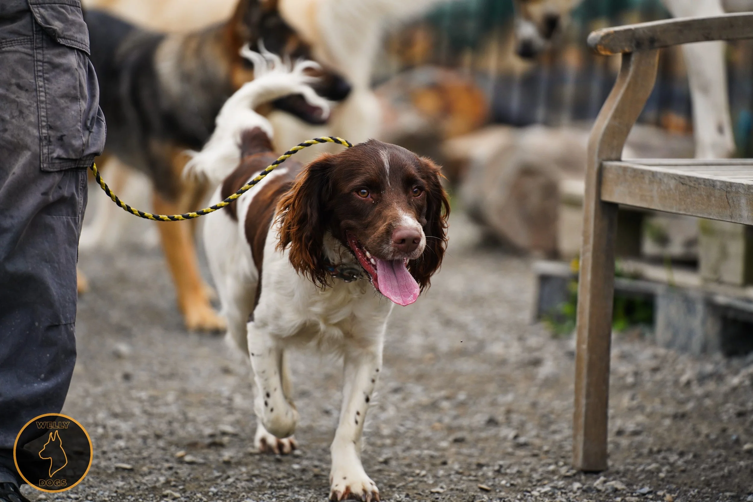 Photo Gallery — WELLY DOGS