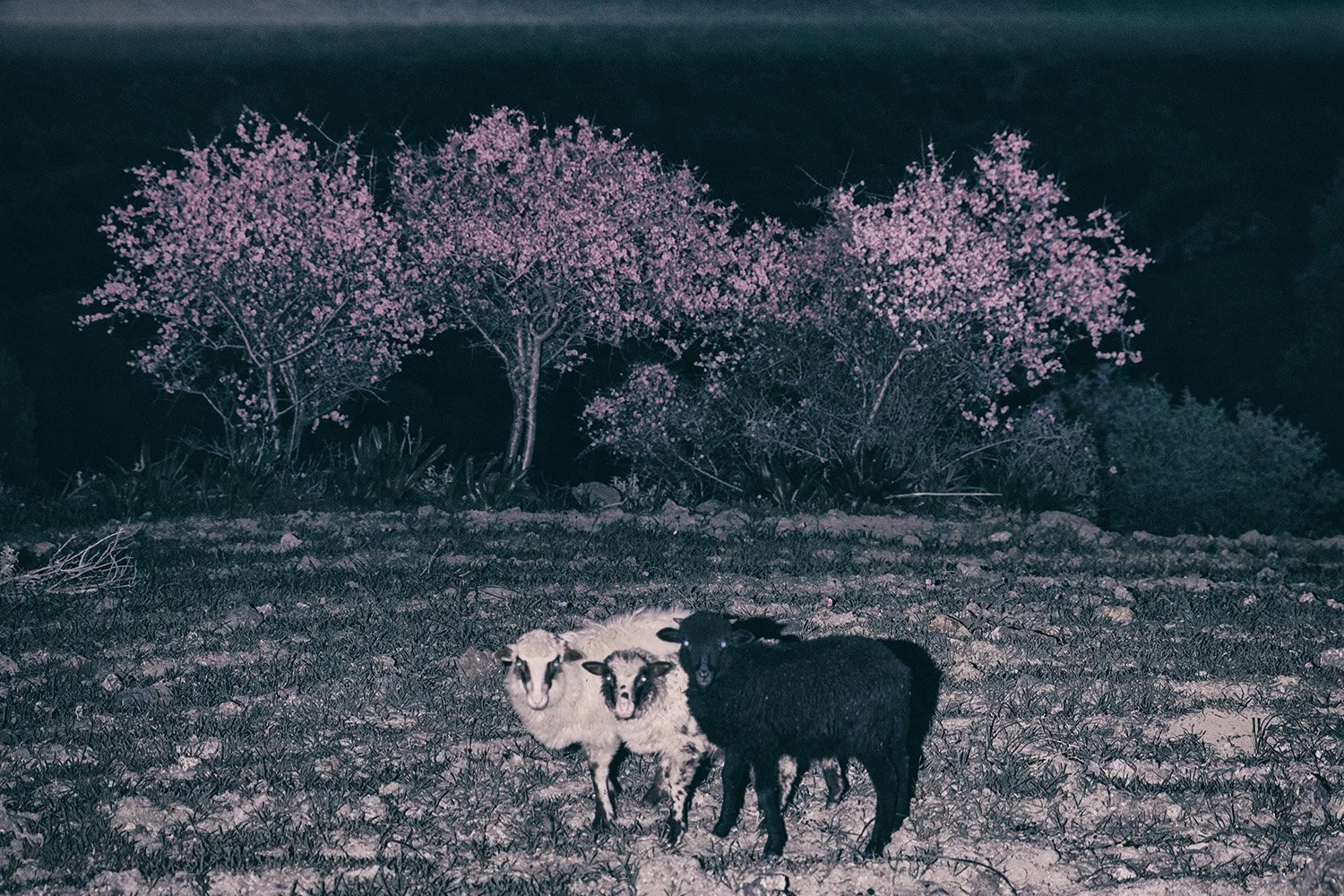 Yorgos Yatromanolakis — Incadaques Photo Festival Incadaqués Photo ...