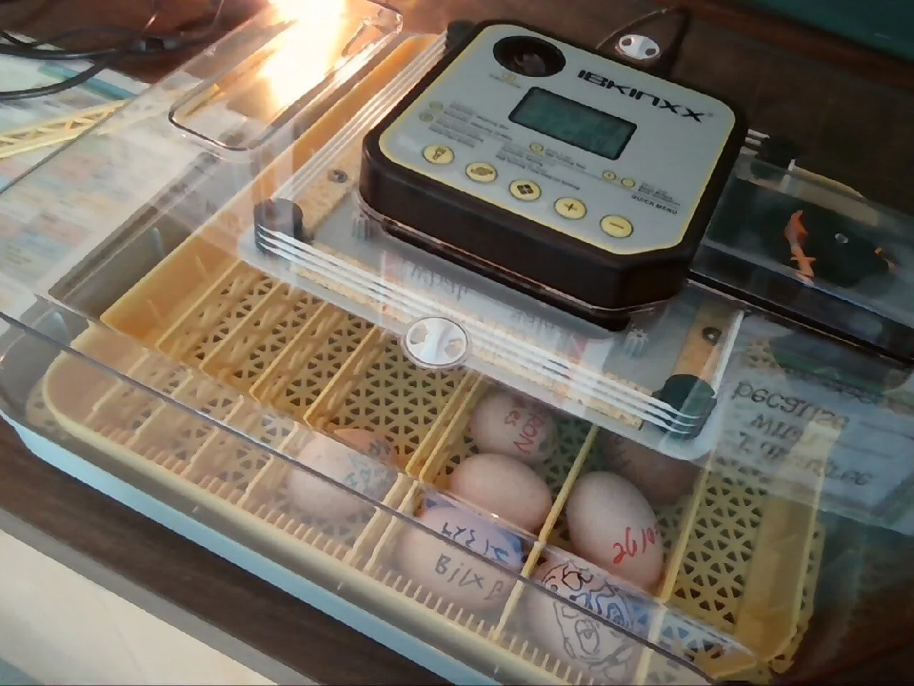 Incubating and hatching eggs — Woodstock Union High School and Middle ...