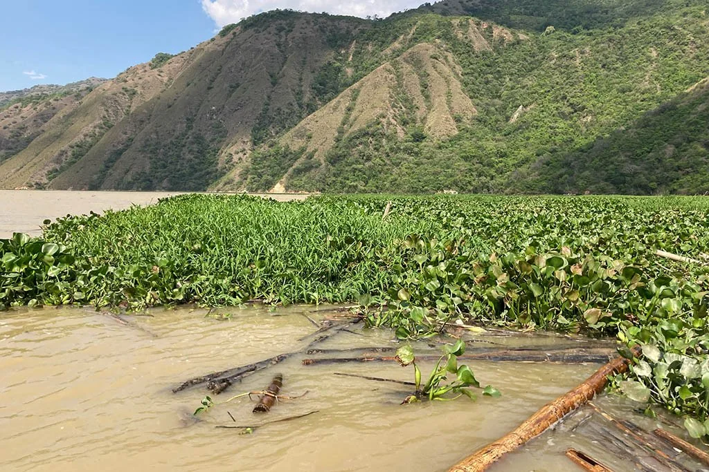 How the Ituango Hydroelectric Project is restoring forests