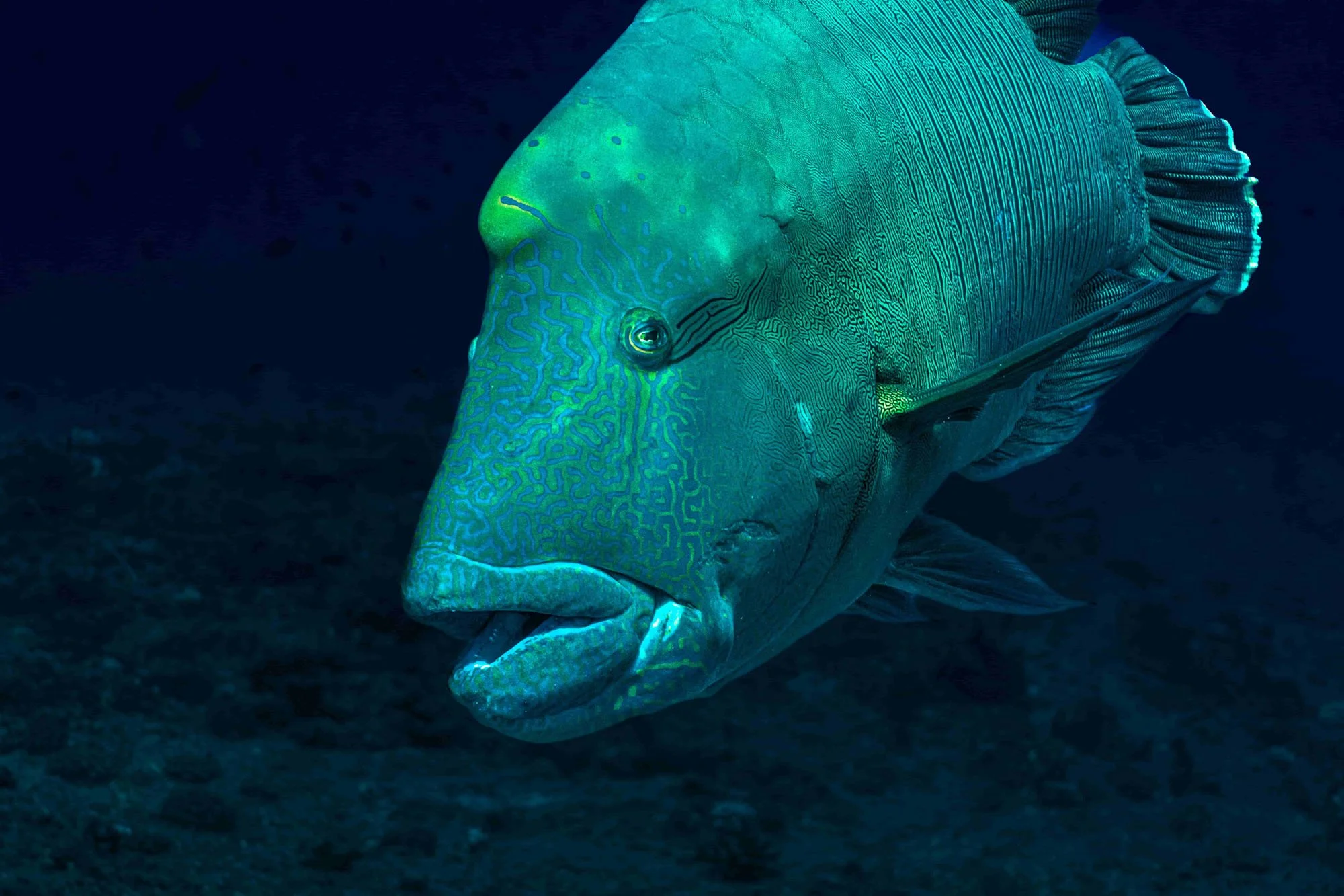 Palau Bumphead Spawning (New Moon) — Pearl Fleet Liveaboards Palau Bumphead Spawning (New Moon) — Pearl Fleet Liveaboards