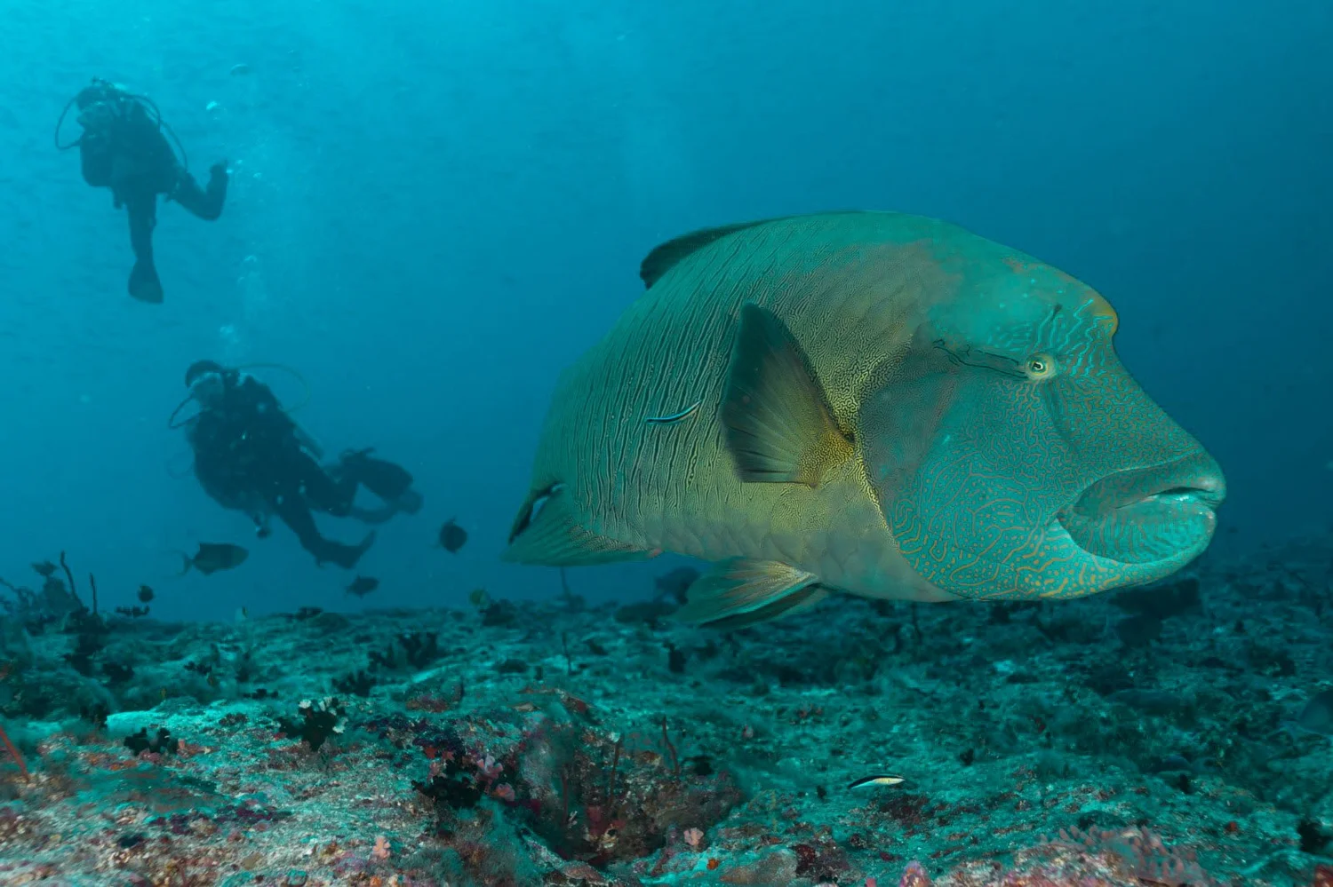 Maldives — Pearl Fleet Liveaboards