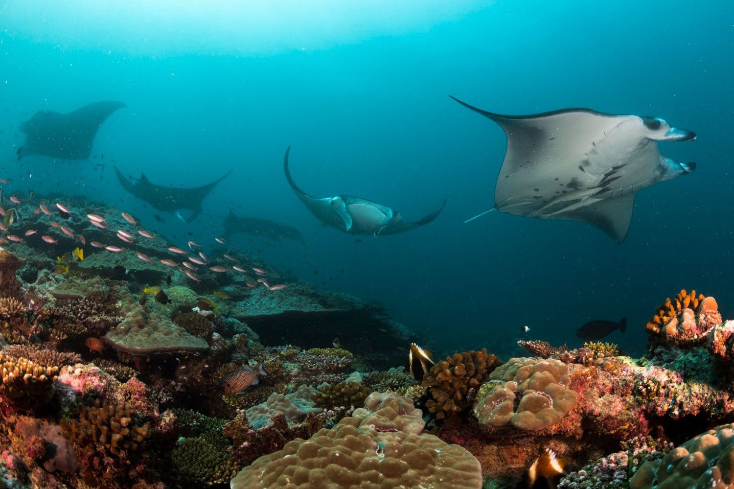 Maldives — Pearl Fleet Liveaboards