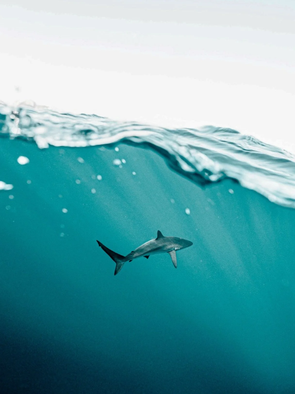 Palau — Pearl Fleet Liveaboards