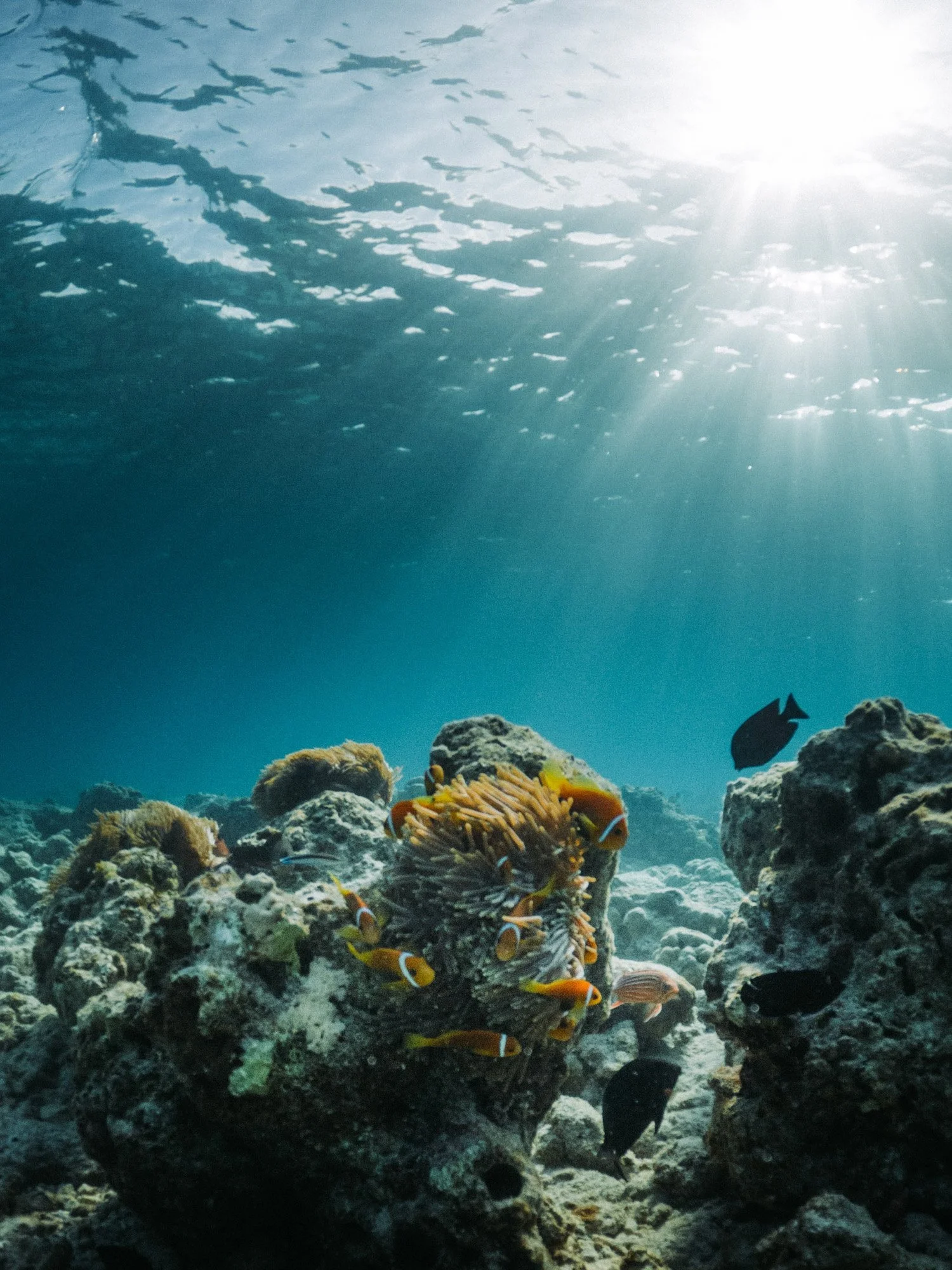 Maldives — Pearl Fleet Liveaboards