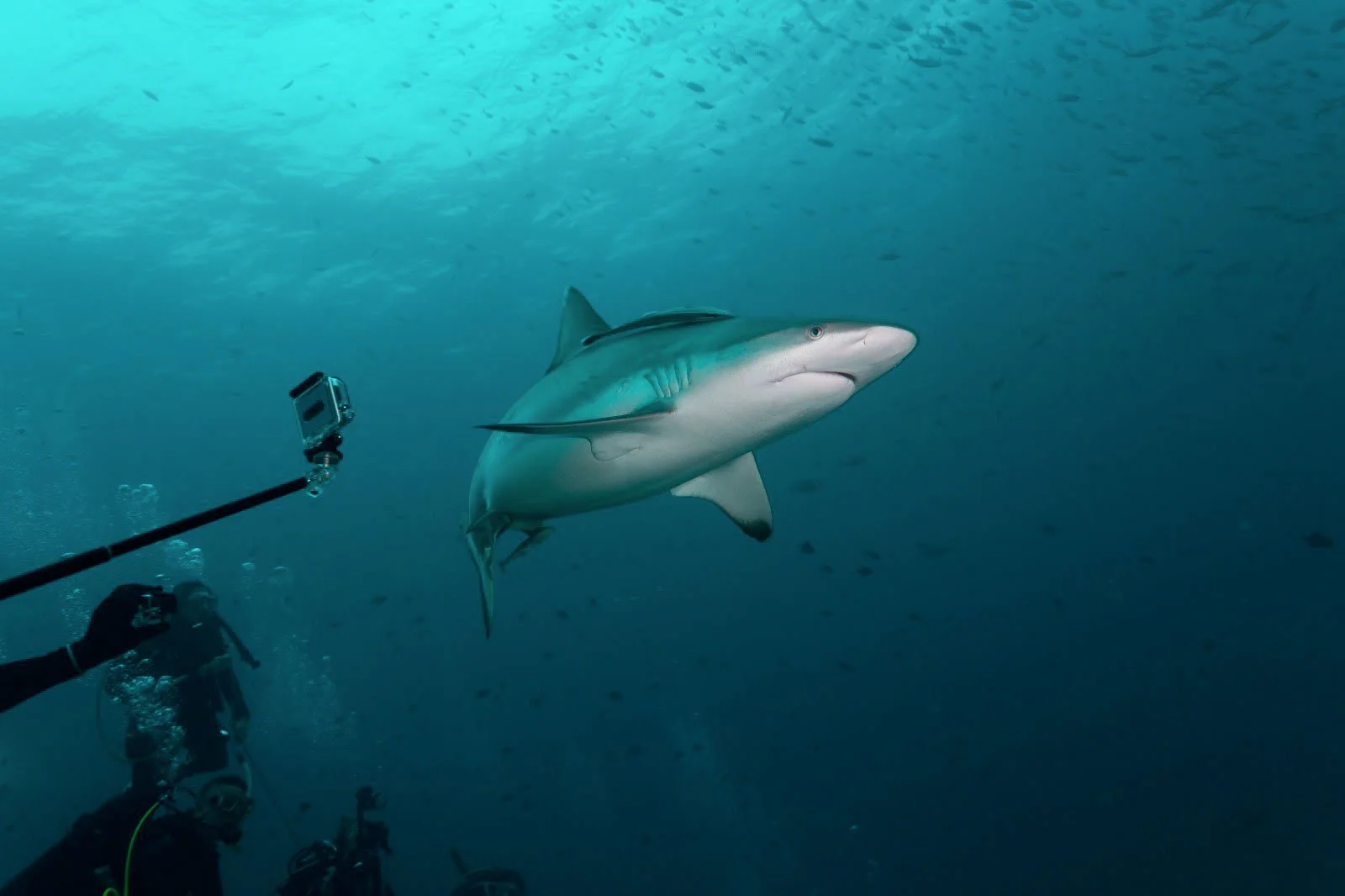 Wonders of Deep South 10 Nights — Pearl Fleet Liveaboards