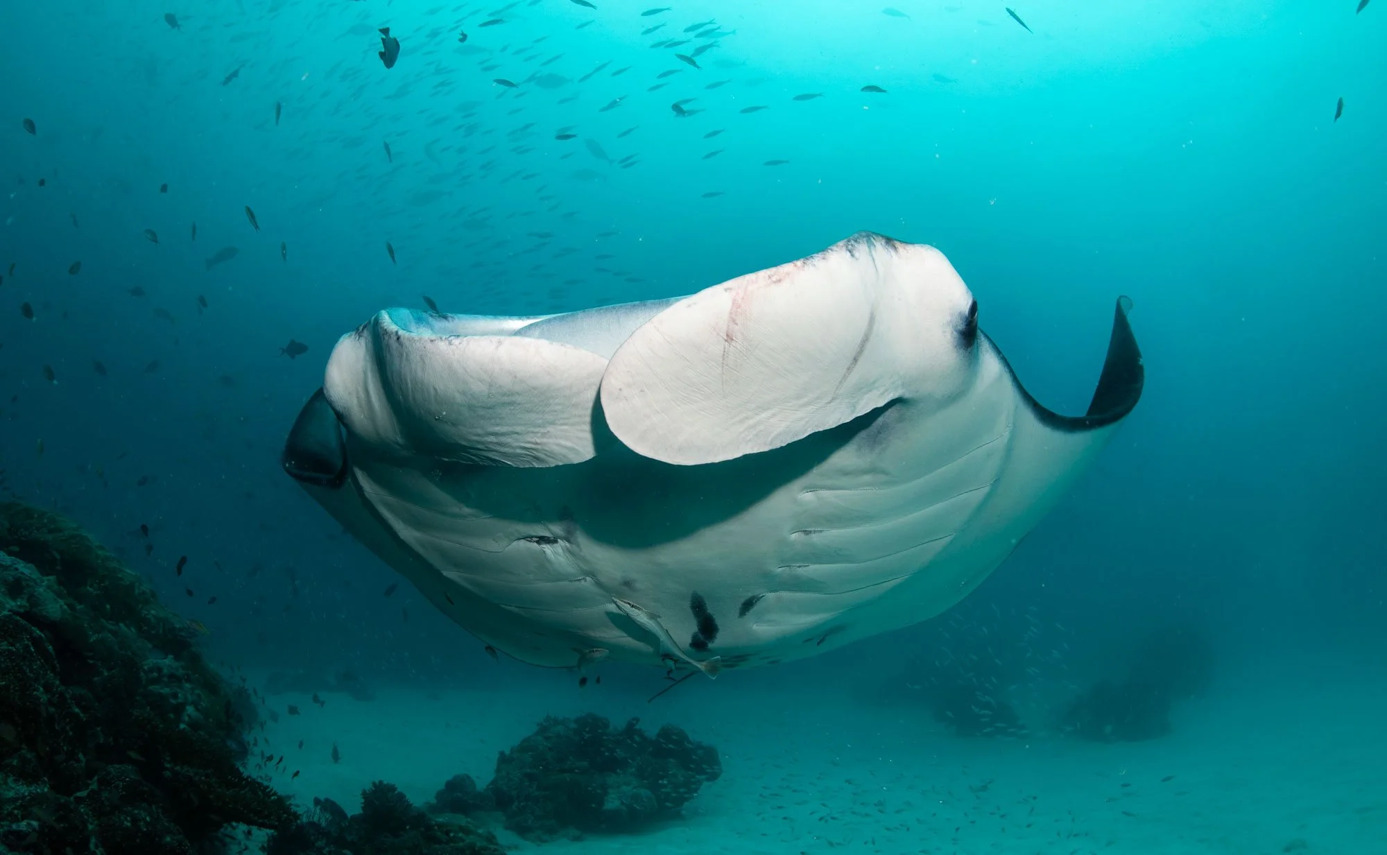 Palau — Pearl Fleet Liveaboards