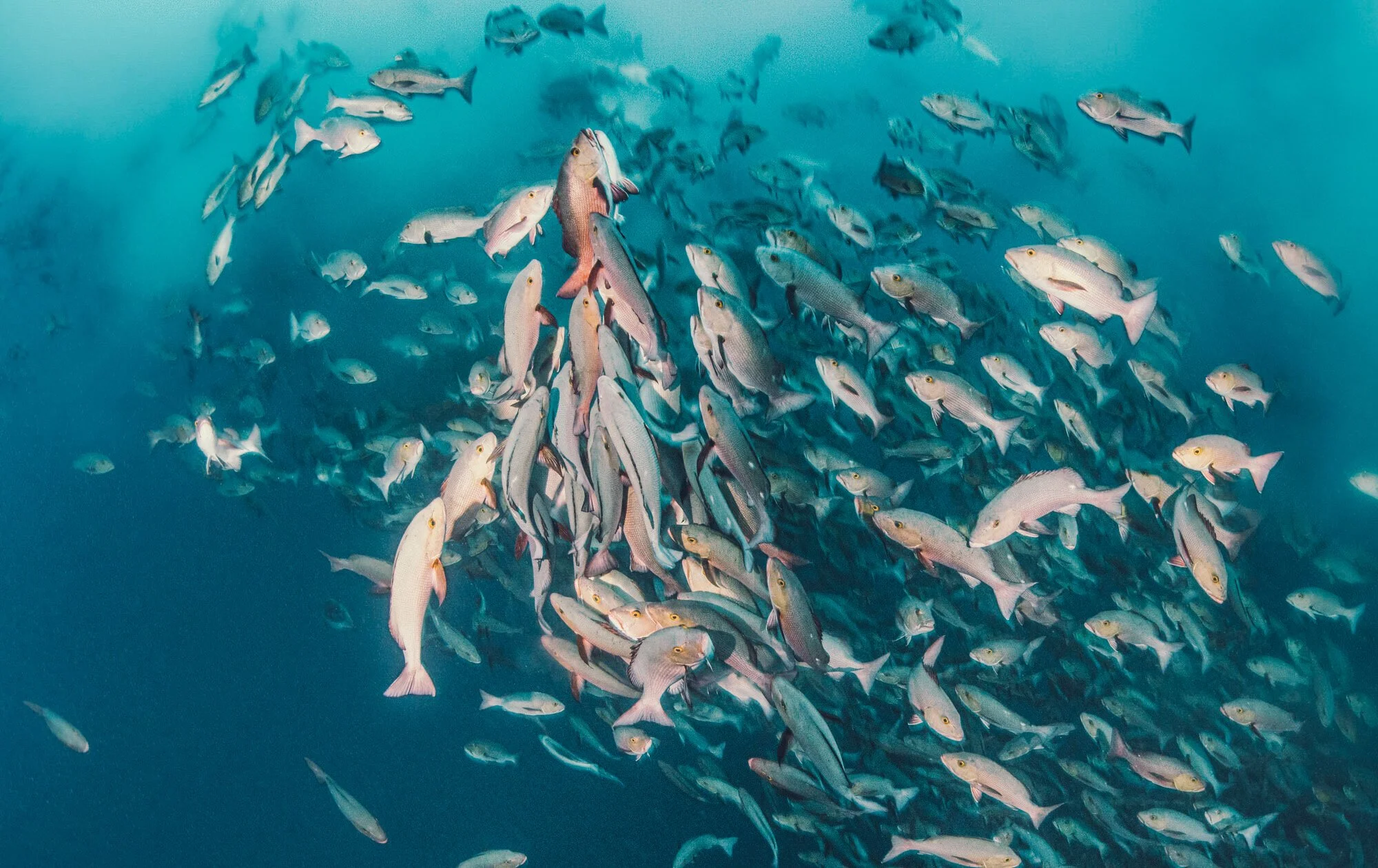 Palau — Pearl Fleet Liveaboards