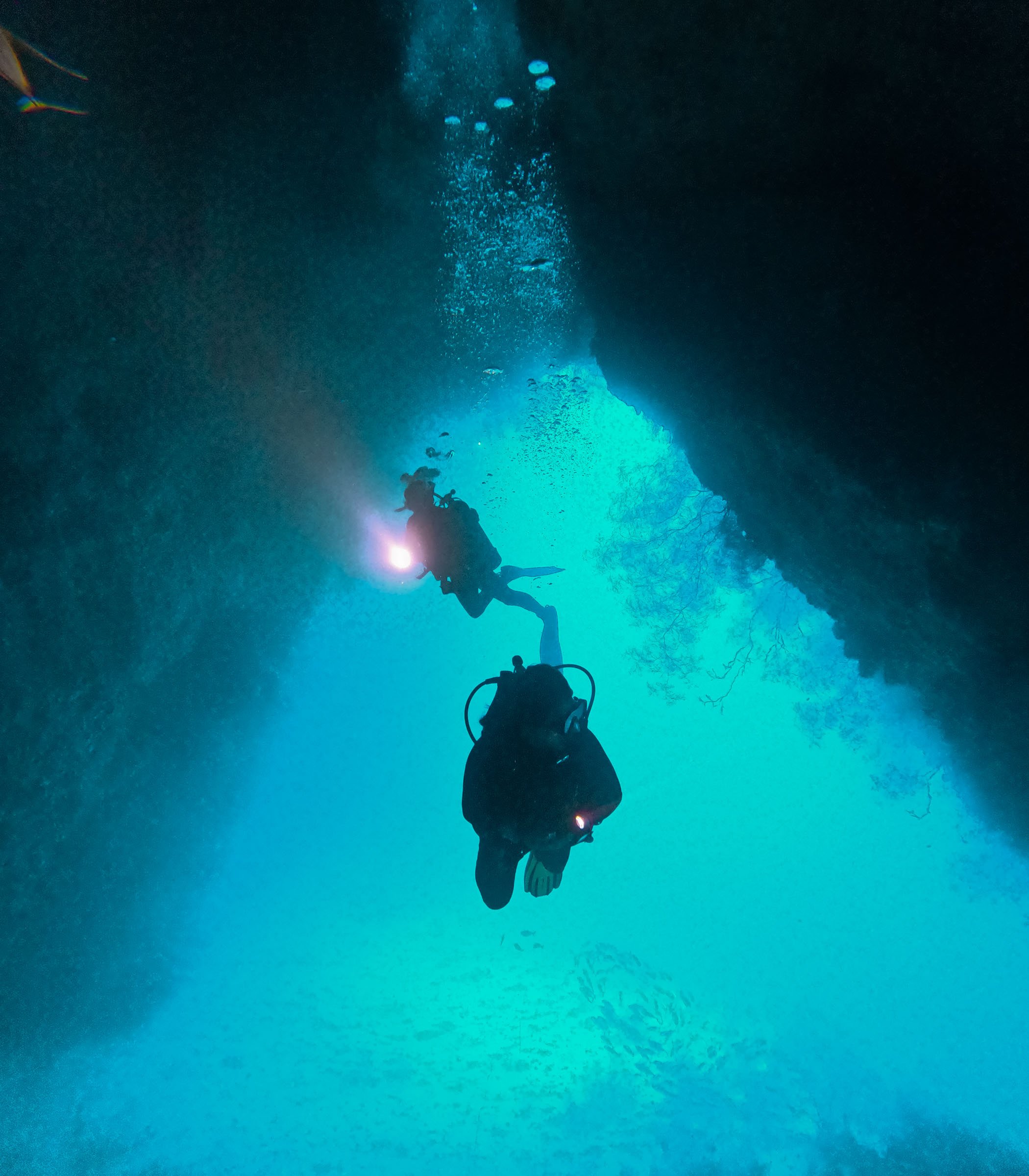 Palau Bumphead Spawning (New Moon) — Pearl Fleet Liveaboards