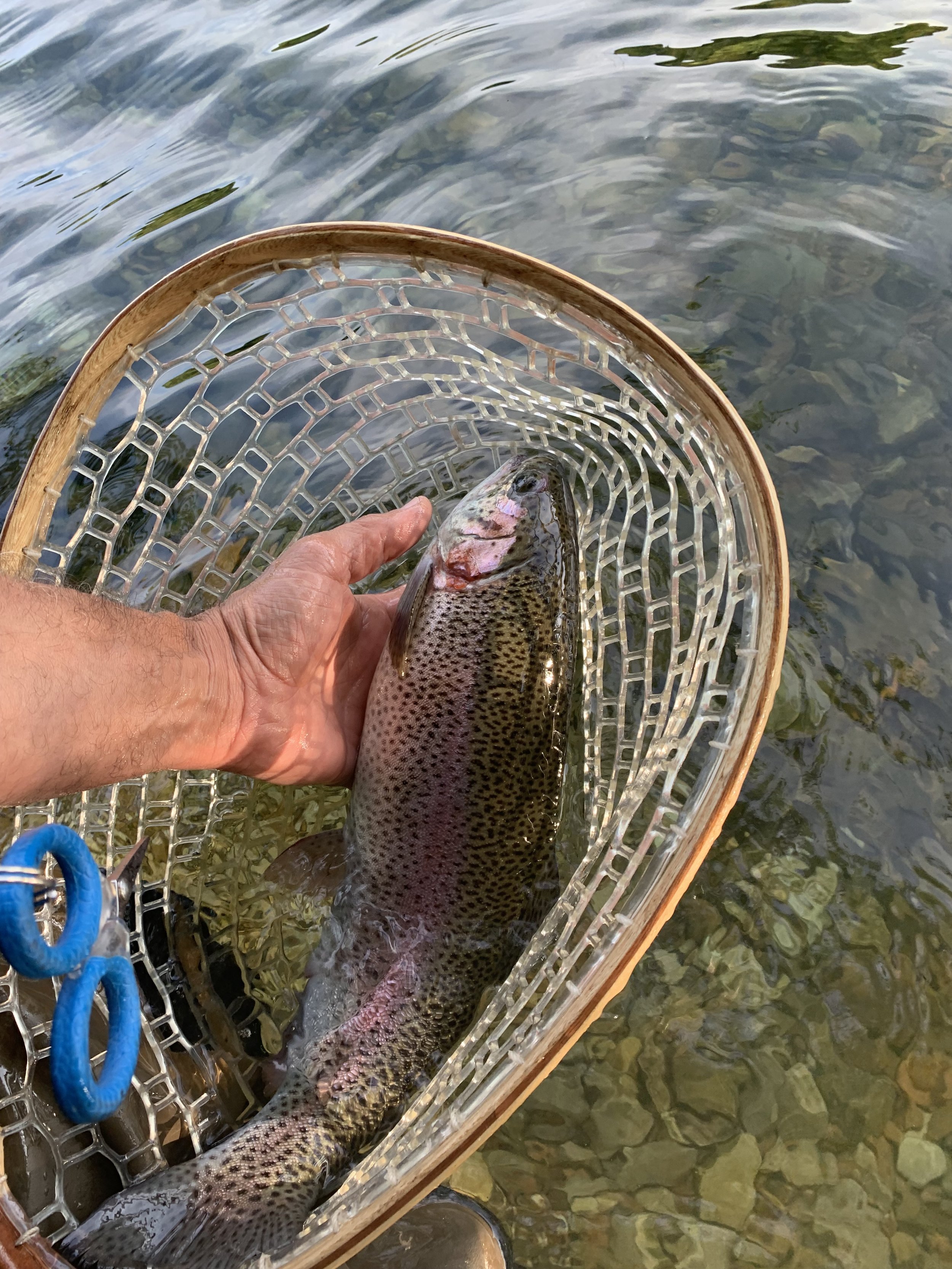 Lake Taneycomo Fishing Intel