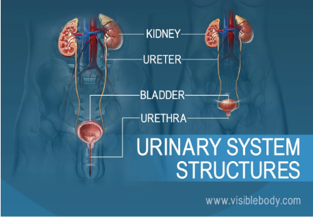 Navigating UTIs: Diagnosis and Prevention — Amity Health