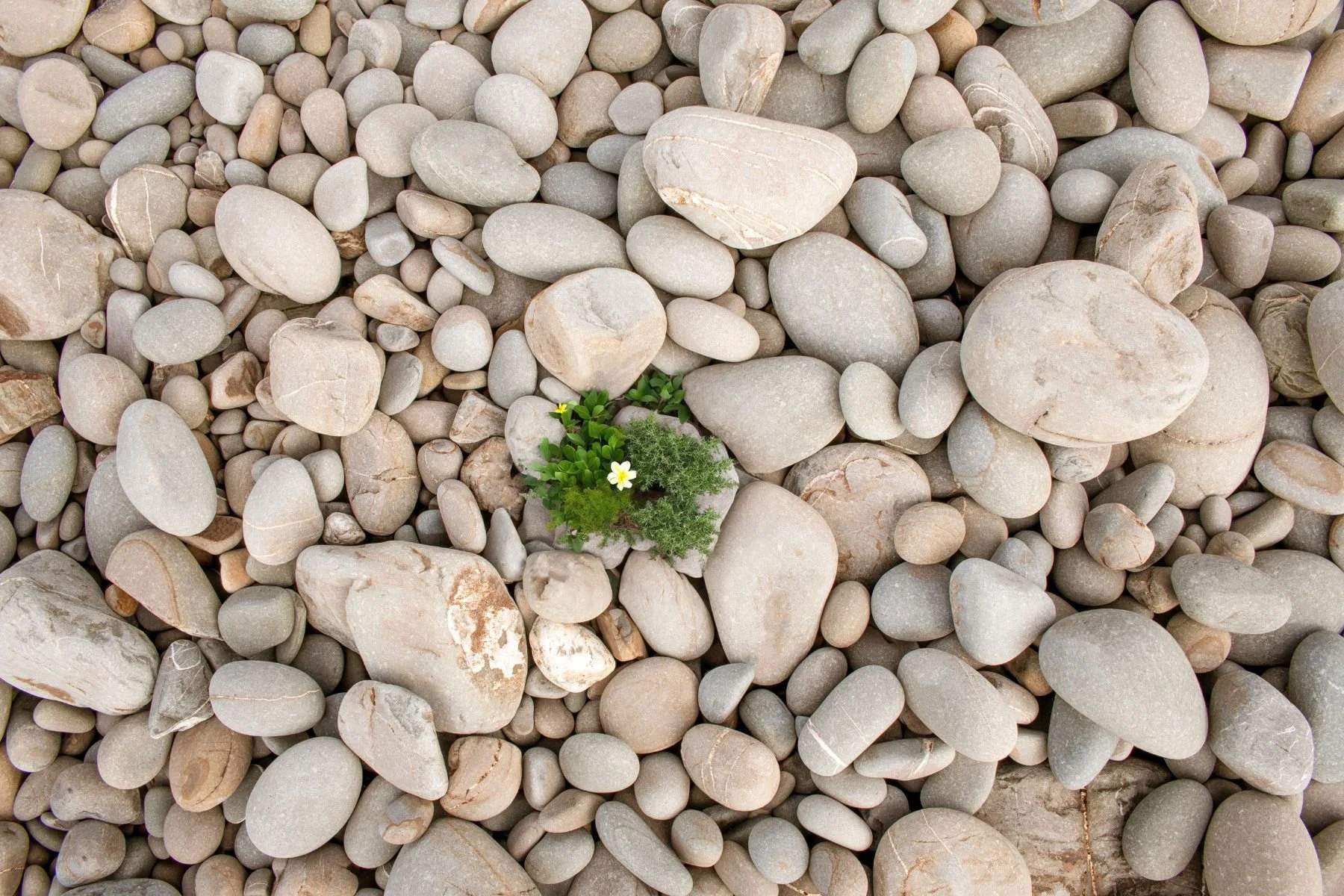 FAQs — Living Stones