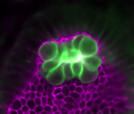 Lin Cell Dynamics Lab