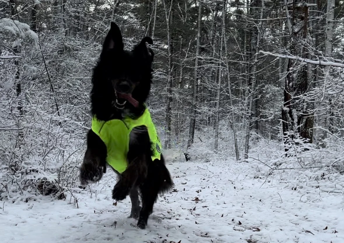 PAWtecting Your Paws — Due North Dogs